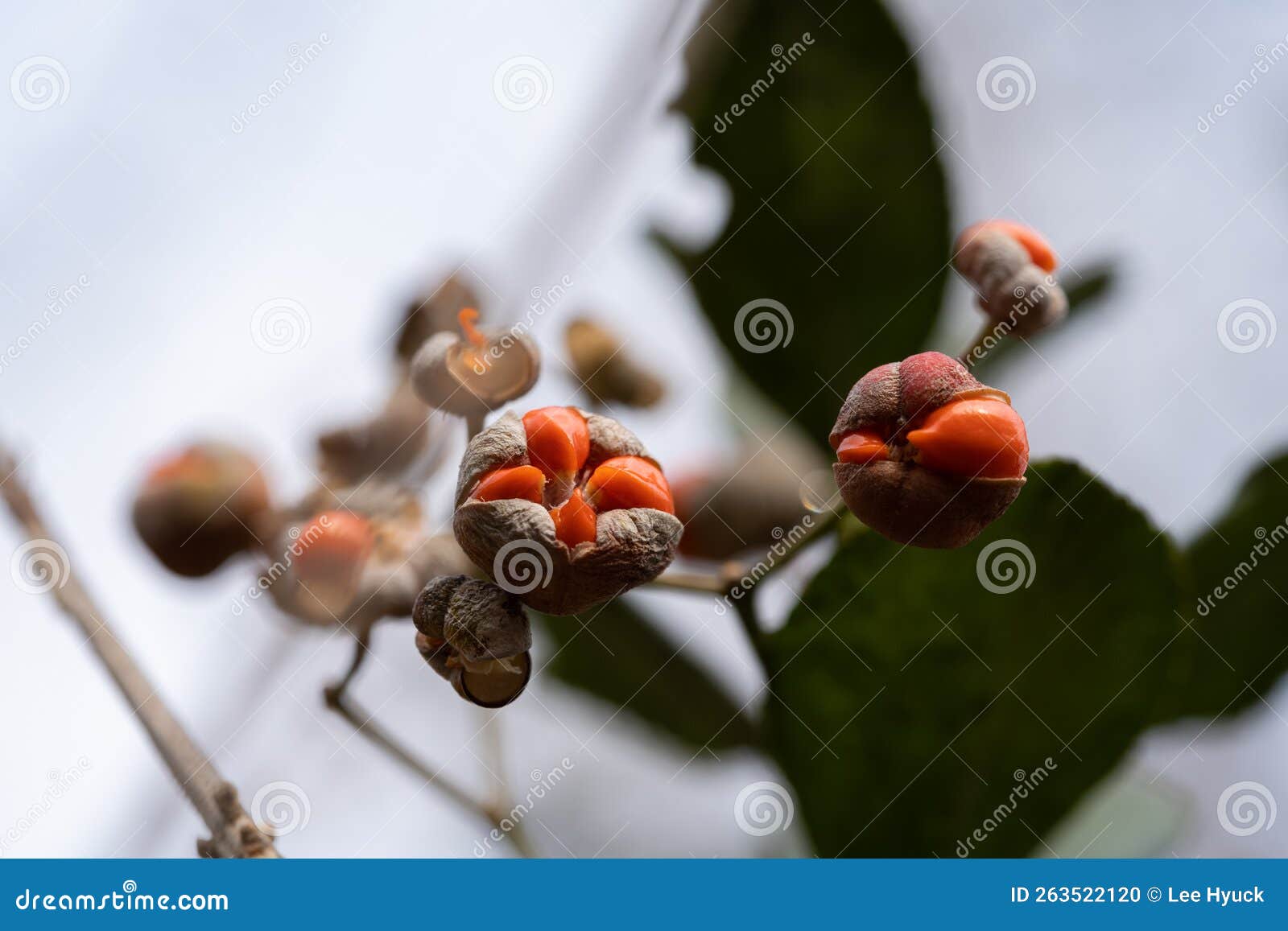 Close Up Seeds of Evergreen Spindle Tree Stock Photo - Image of ...