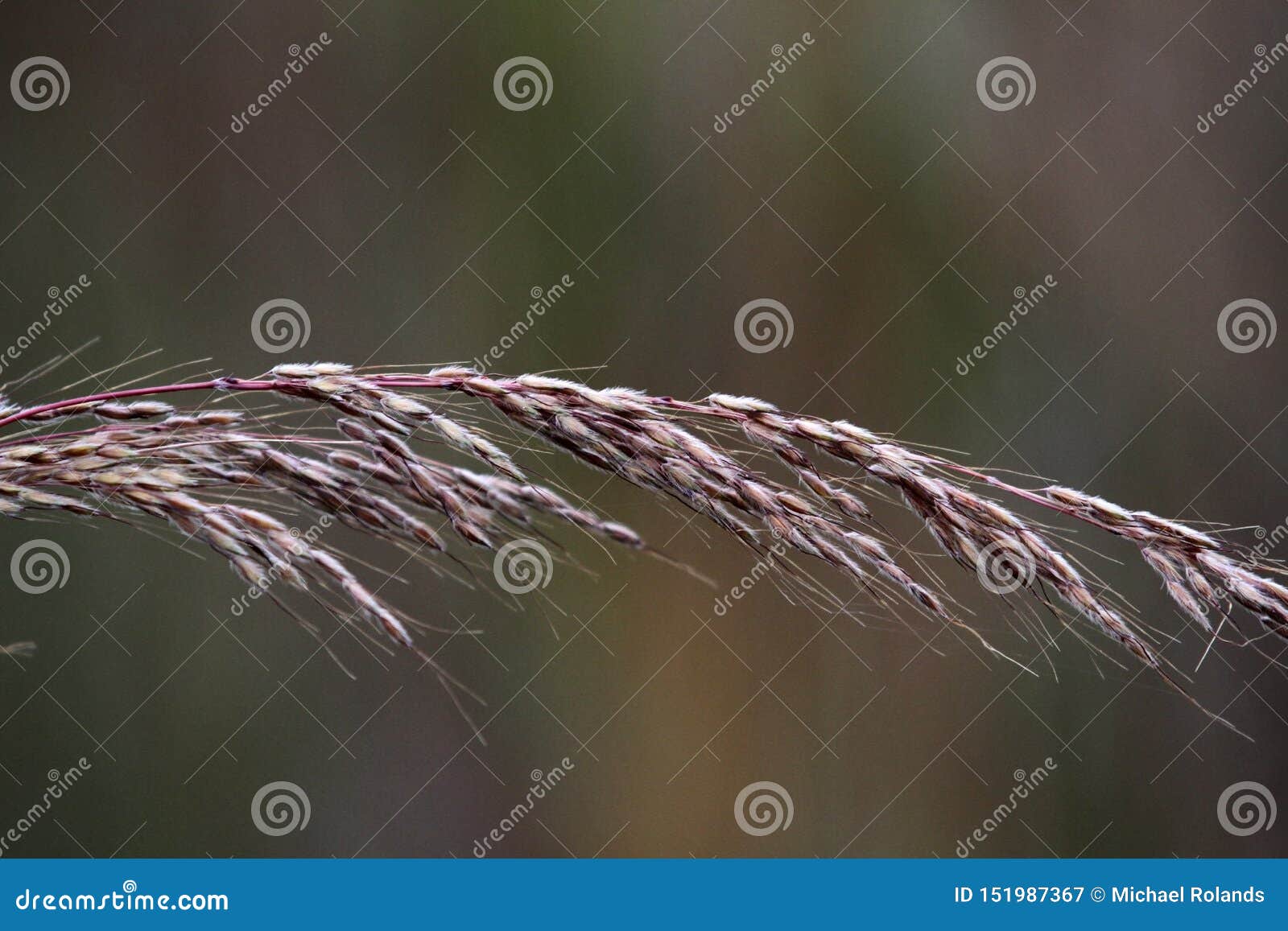 Close-up of the Seeds of a Native Prairie Grass Plant Stock Image ...