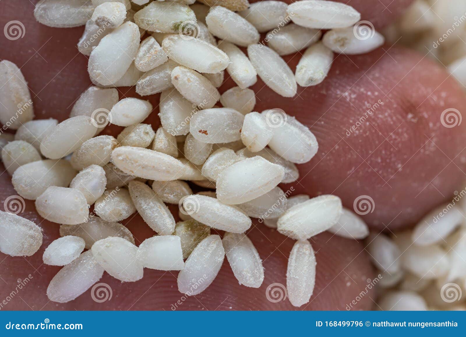 Close up seeds short rice stock photo. Image of diet - 168499796