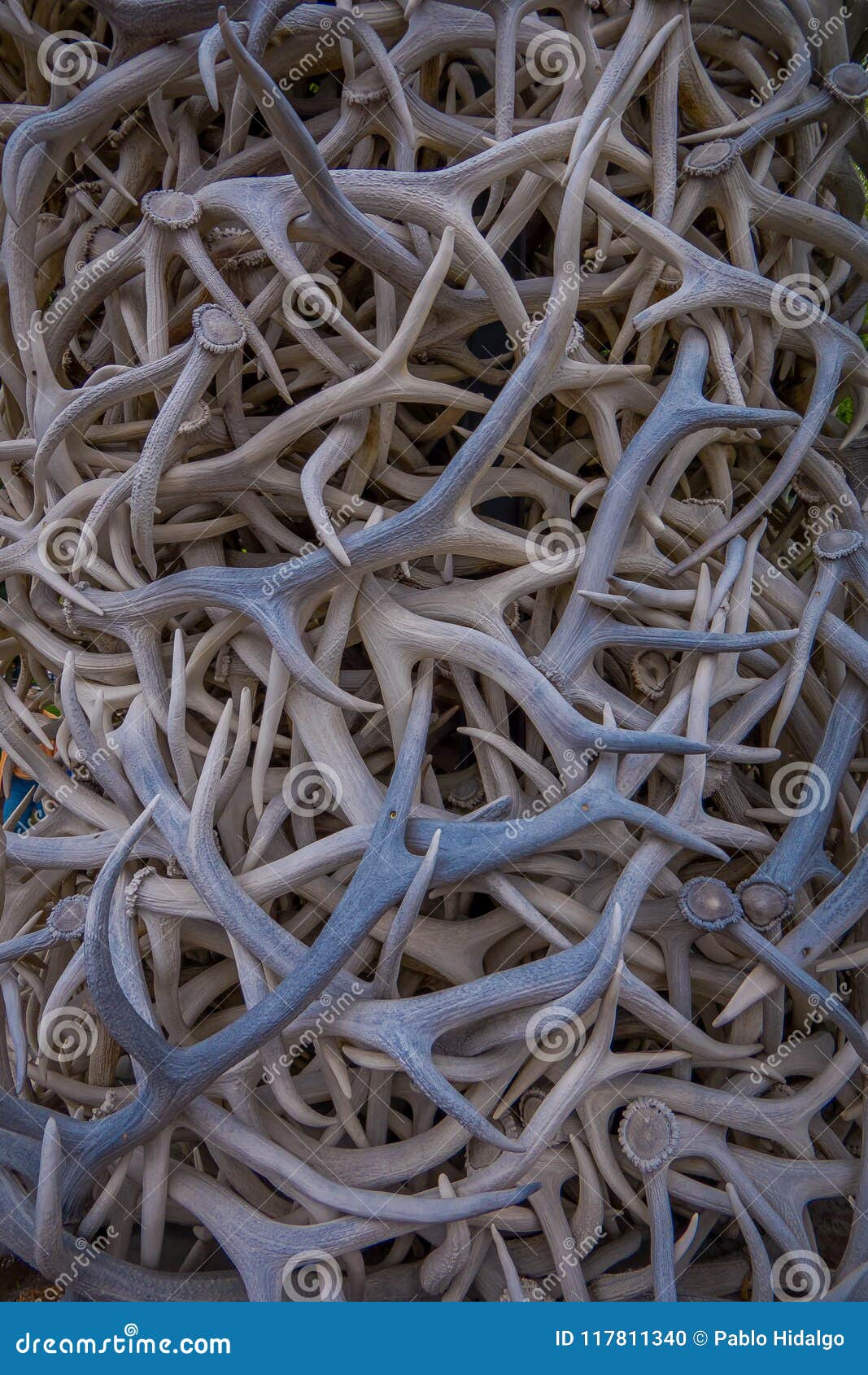 Close Up of Selective Focus of Antler Structure in Jackson Hole Town ...