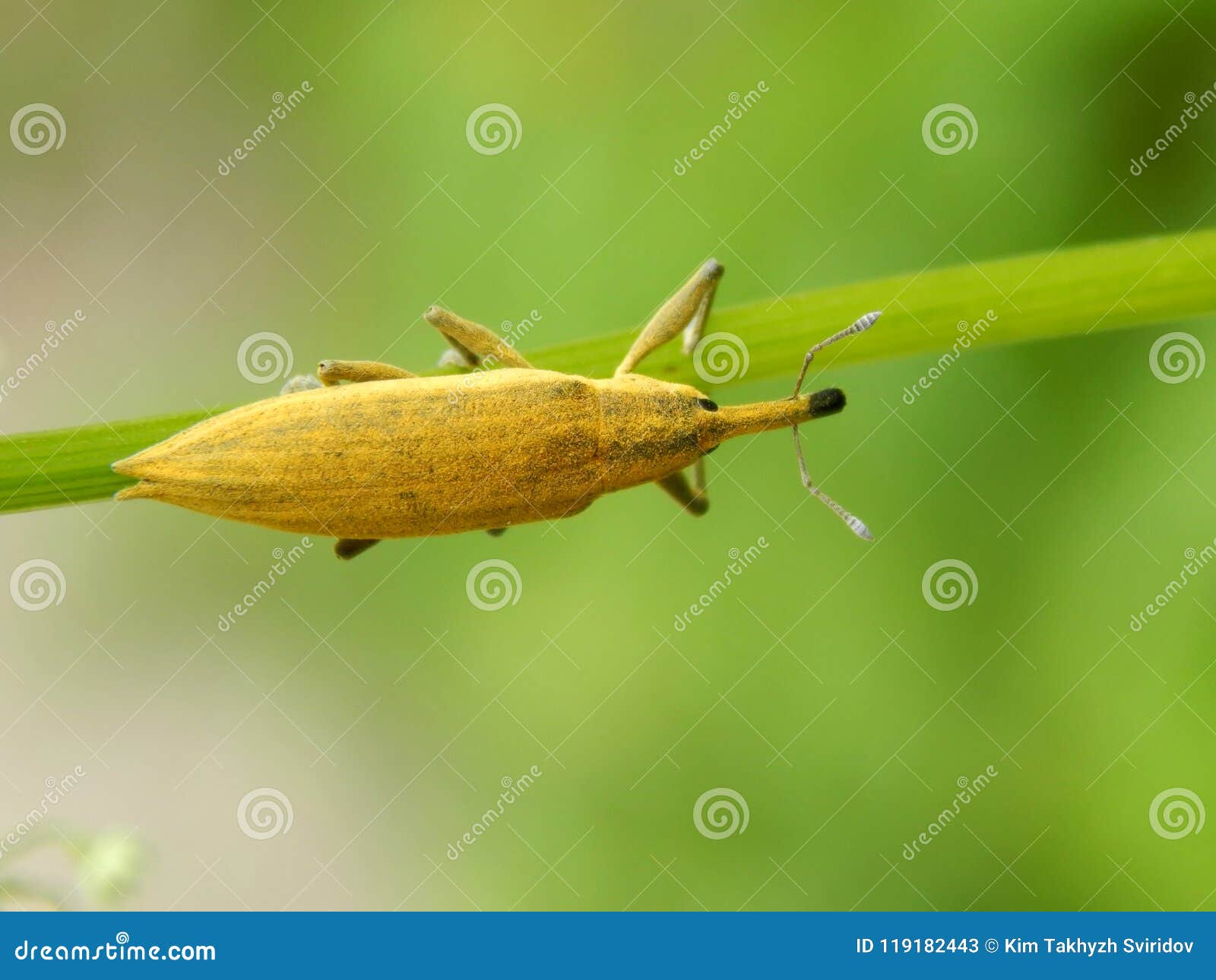 Close Up Selvagem Da Broca Do Inseto Imagem de Stock - Imagem de ...