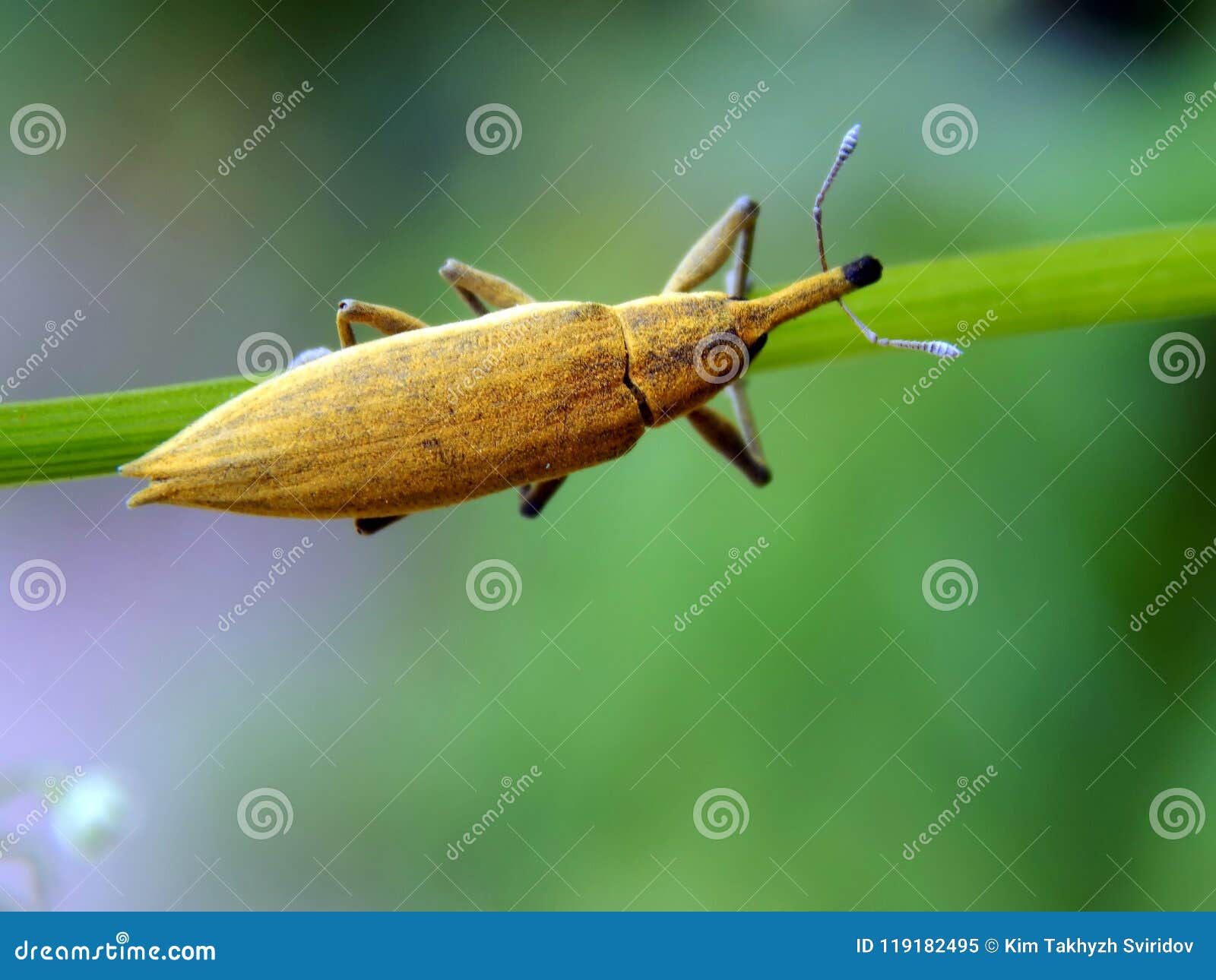 Close Up Selvagem Da Broca Do Inseto Imagem de Stock - Imagem de fauna ...