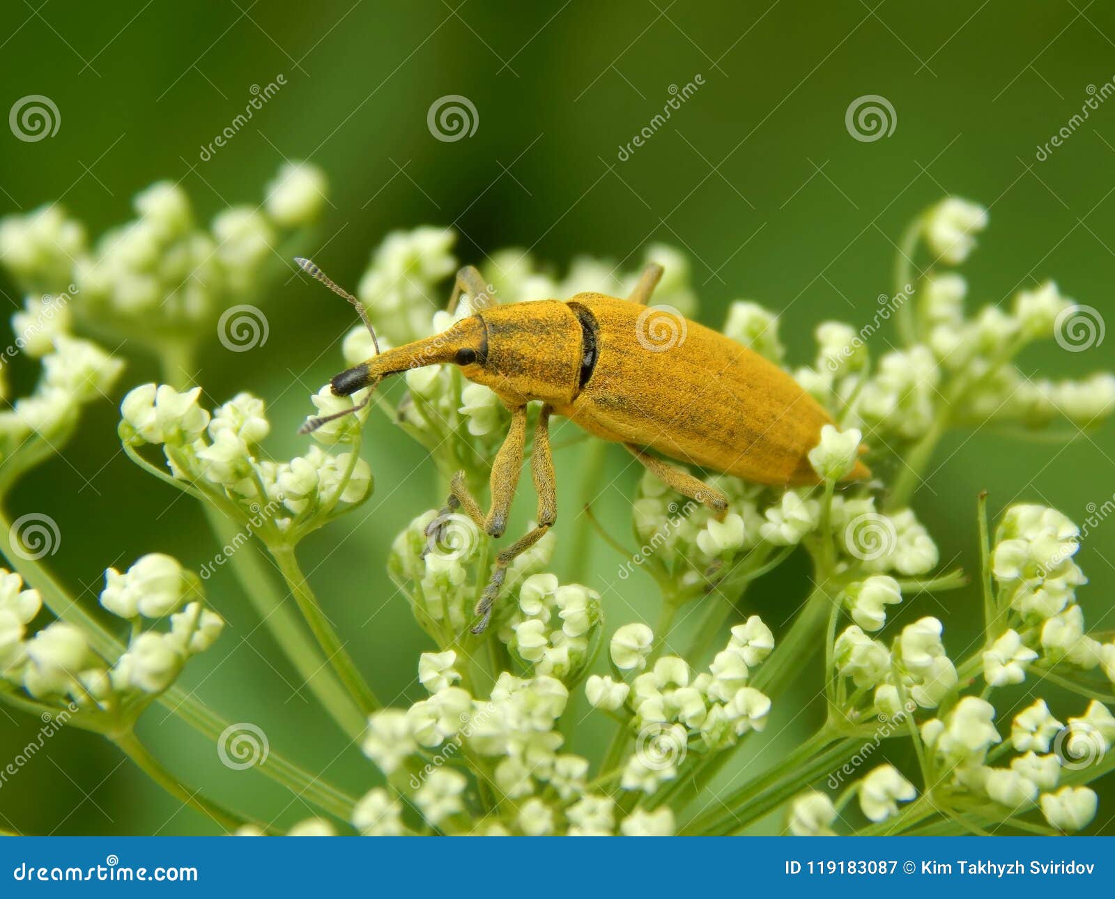 Close Up Selvagem Da Broca Do Inseto Imagem de Stock - Imagem de ...