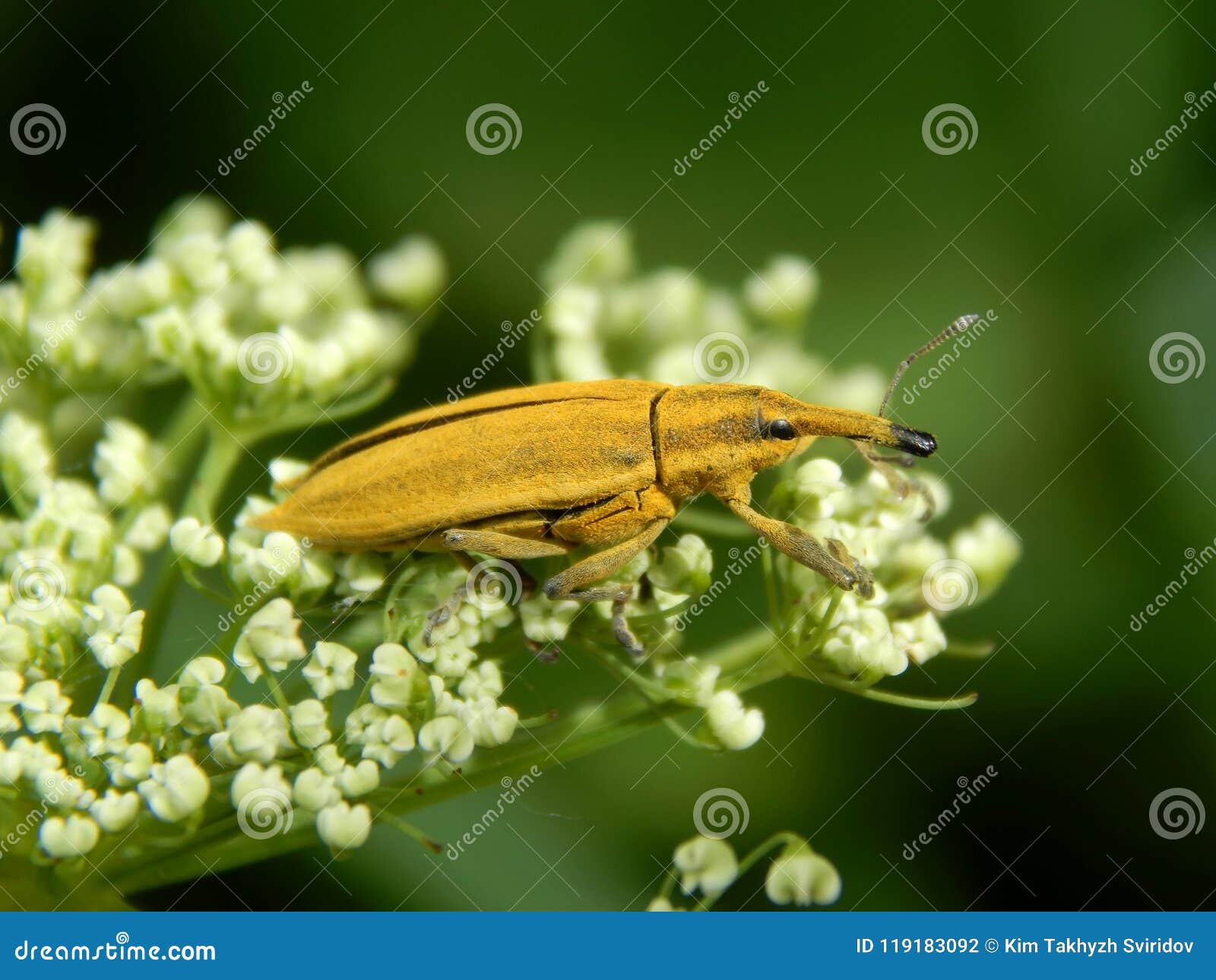 Close Up Selvagem Da Broca Do Inseto Foto de Stock - Imagem de planta ...