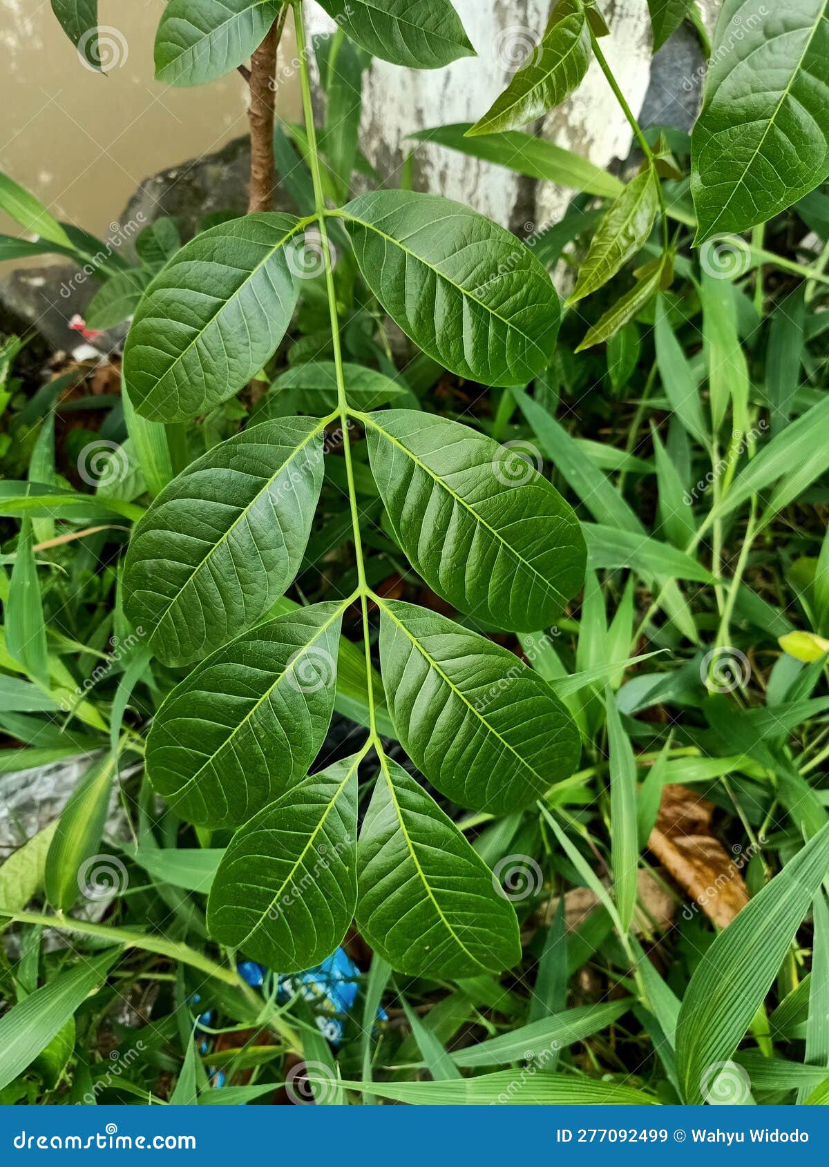 Close Up of Senegal Mahogany Plant Stock Image - Image of antifungal ...