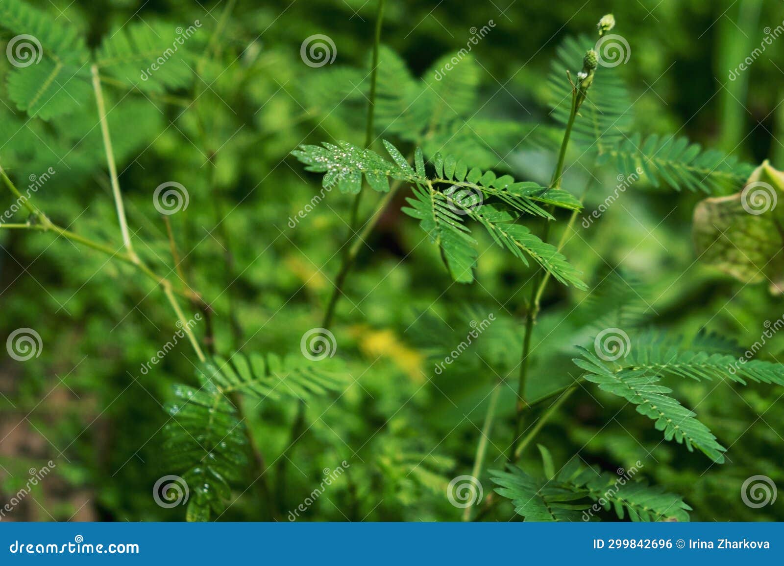 Close Up of Sensitive Plant or Mimosa Pudica Plant. Stock Photo - Image ...
