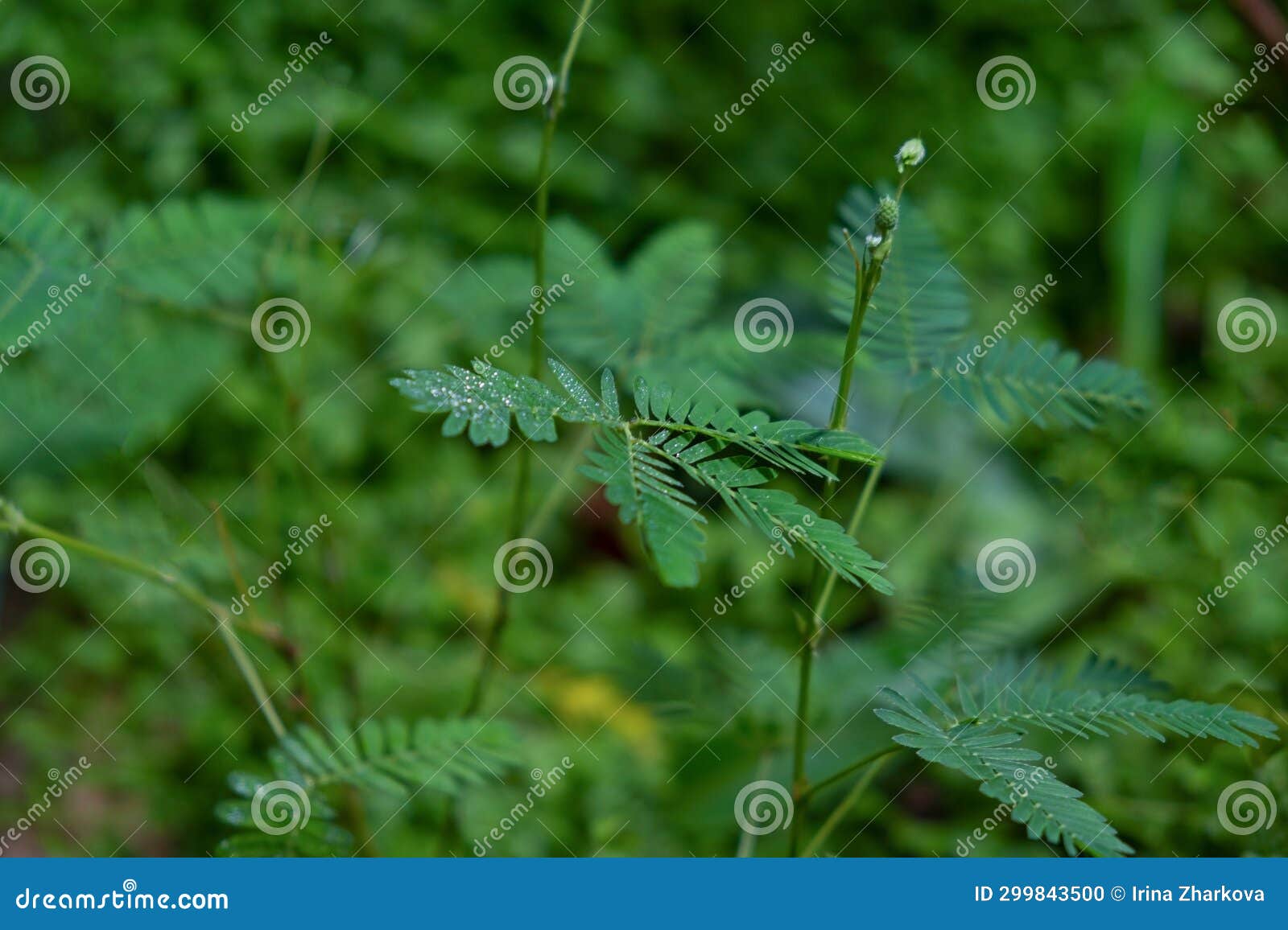 Close Up of Sensitive Plant or Mimosa Pudica Plant. Stock Photo - Image ...