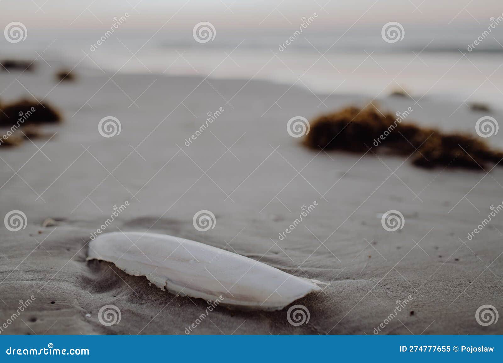 Close-up of Sepia Bone on the Beach. Stock Image - Image of beach ...