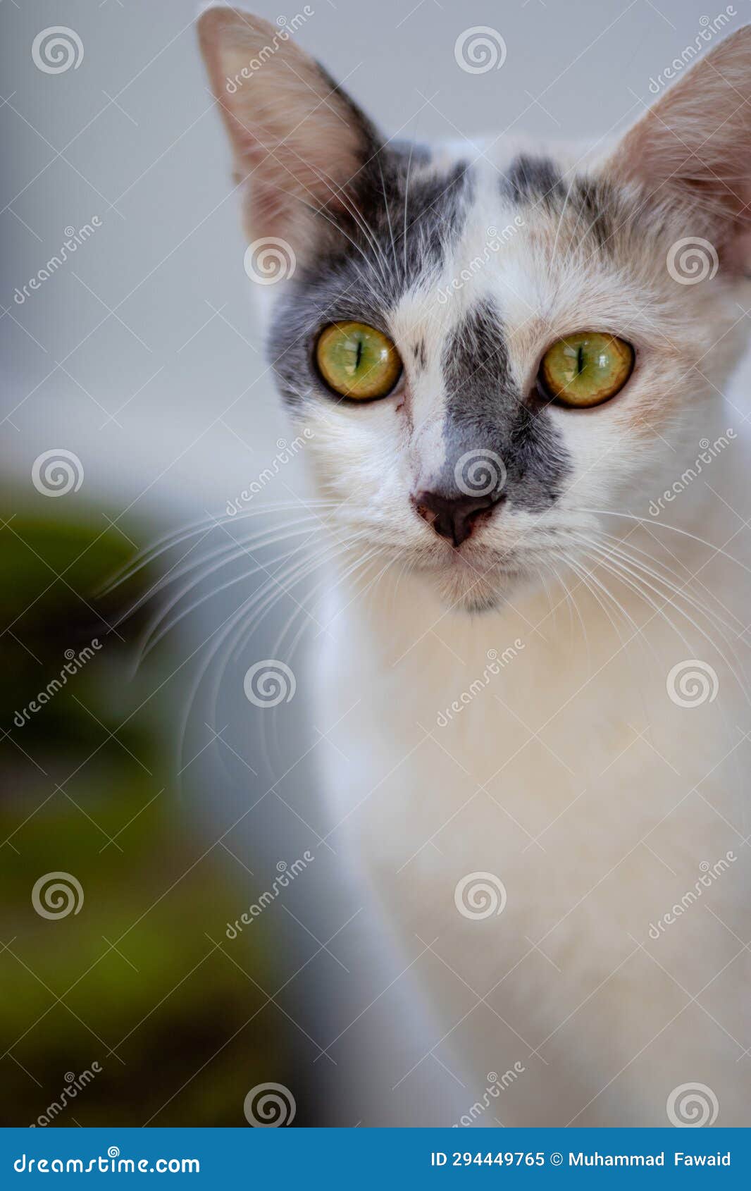 Close Up of Serious Cat Face Stock Image - Image of snout, hair: 294449765