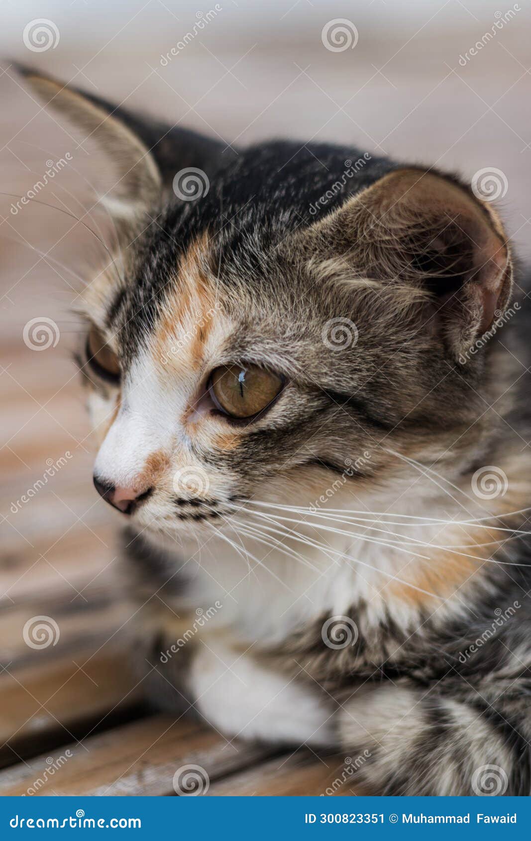 Close Up of Serious Cat Face Stock Image - Image of adorable, looking ...