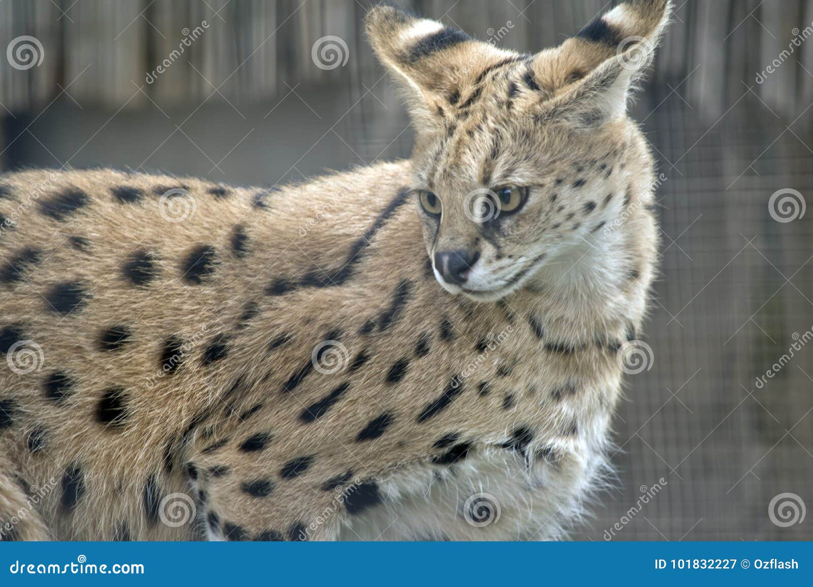 Serval stock image. Image of white, serval, black, view - 101832227