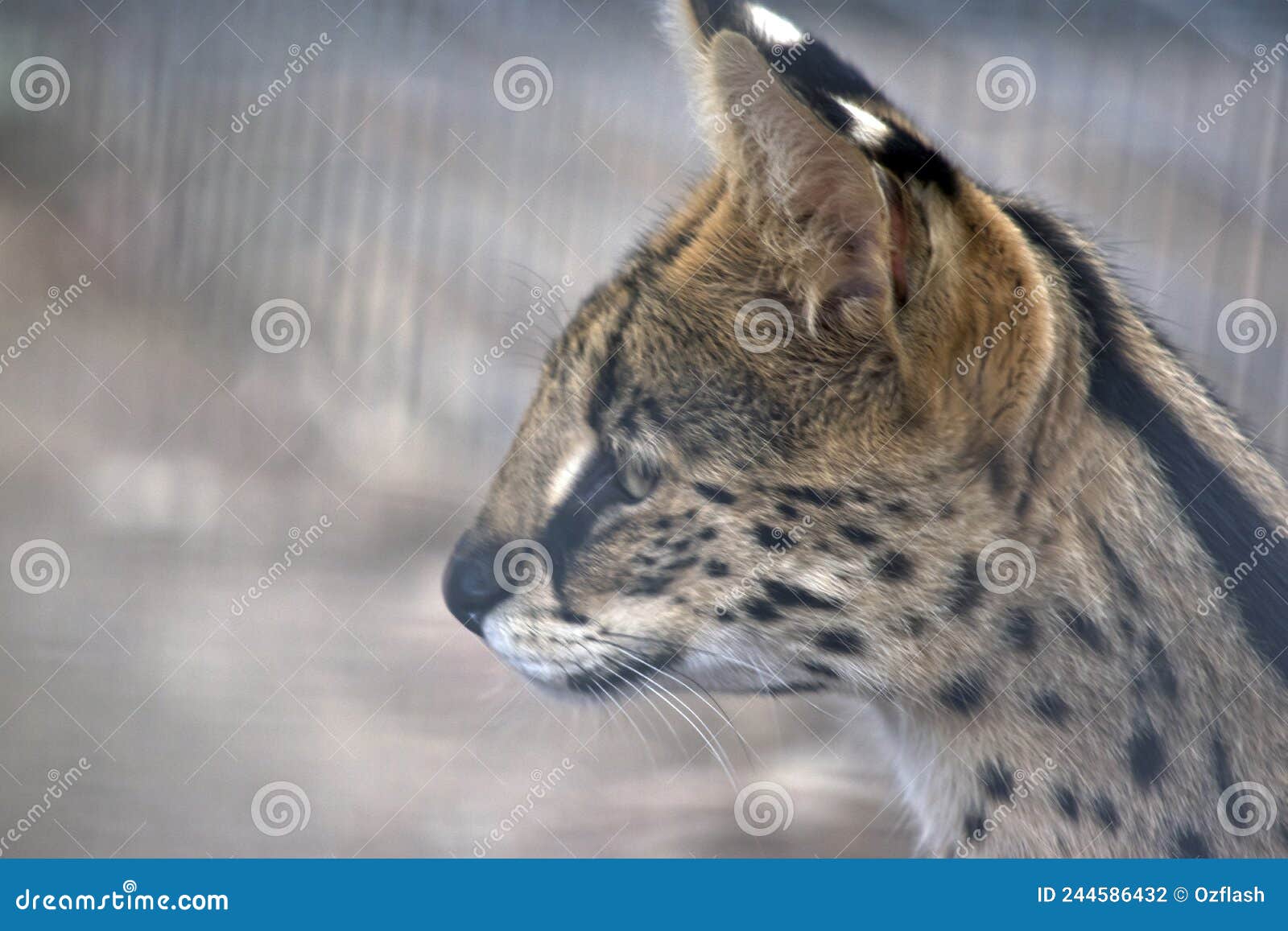 This is a Close Up of a Serval Stock Photo - Image of paws, wild: 244586432