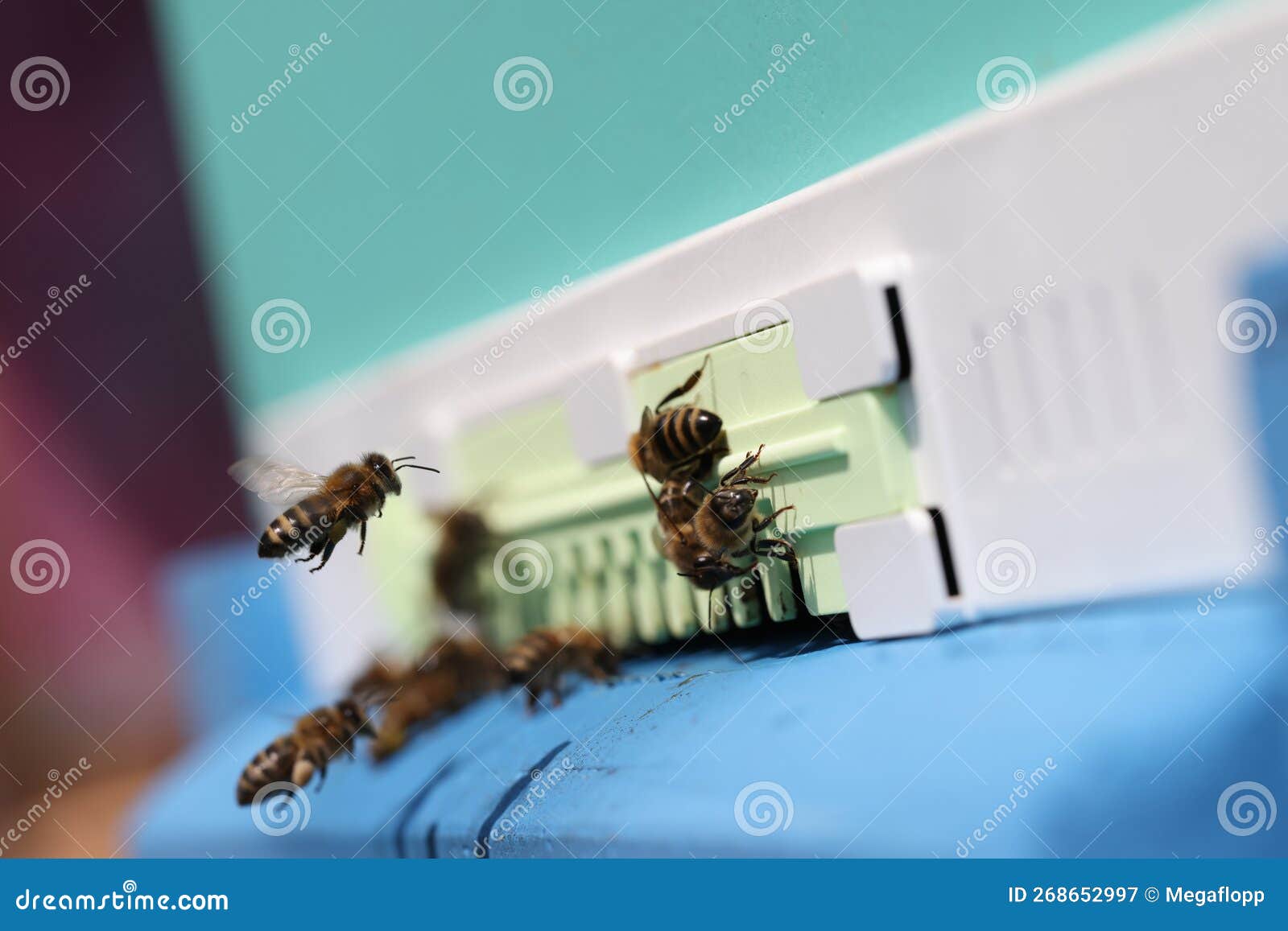 Close Up of Several Bees in Modern Beehive Enter. Stock Image - Image ...