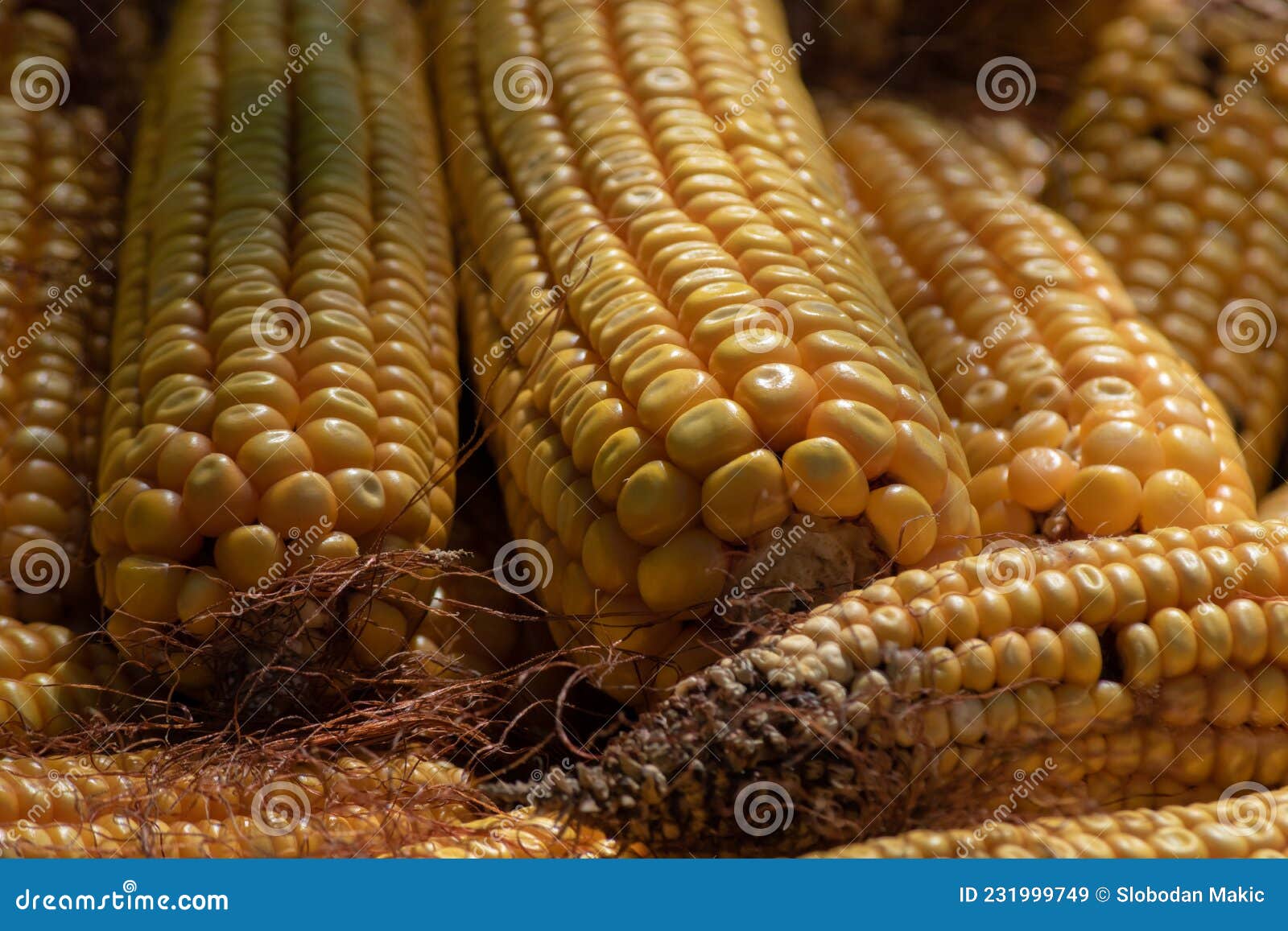 Close-up of Several Harvested Corn Cobs, Corn Yield in Autumn, Rows of ...