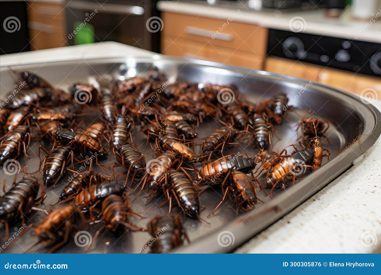 Unwelcome Guests: Cockroach Invasion Stock Photo - Image of issue ...