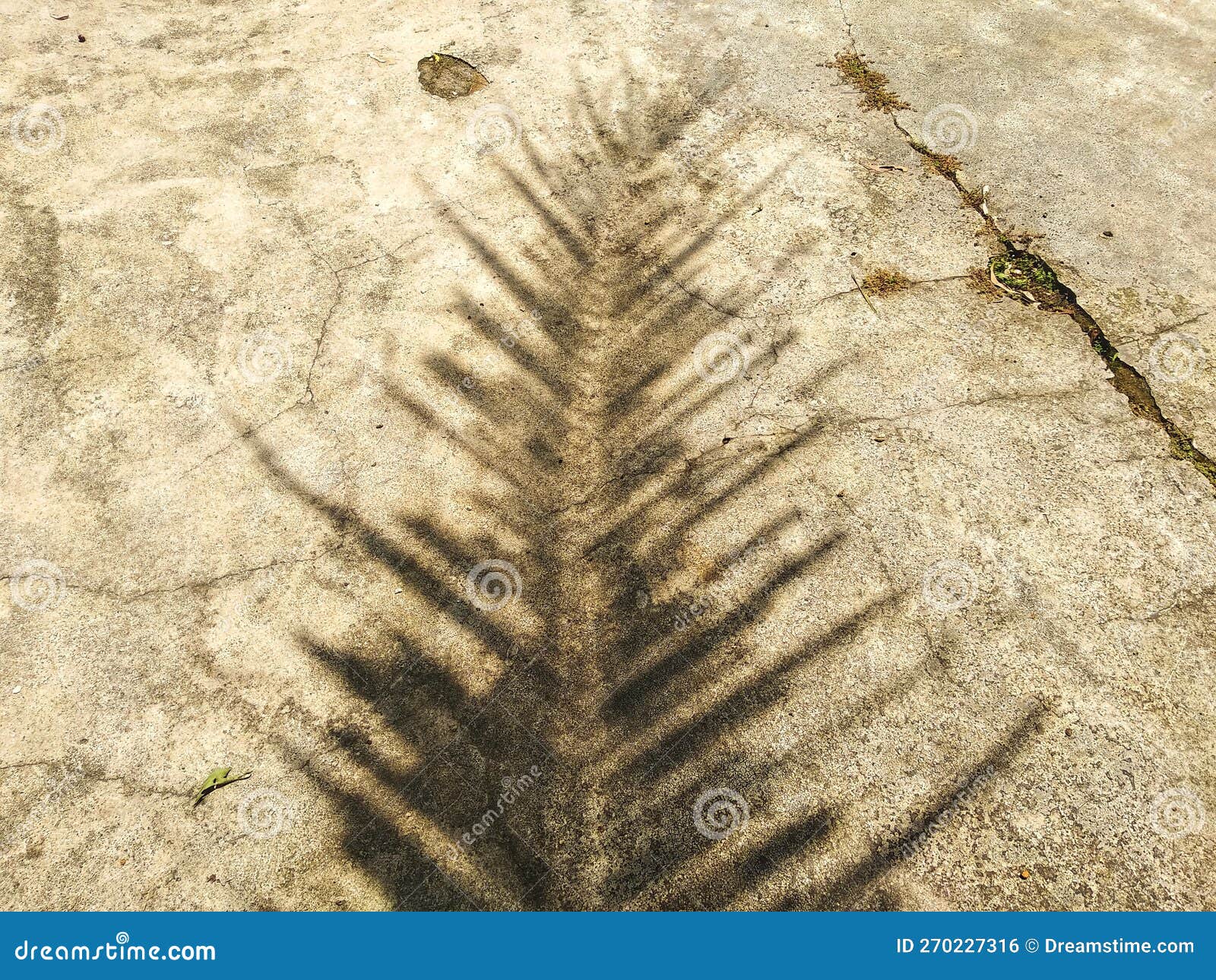 Close Up Shadow of Coconut Leaves on the Floor Stock Photo - Image of ...