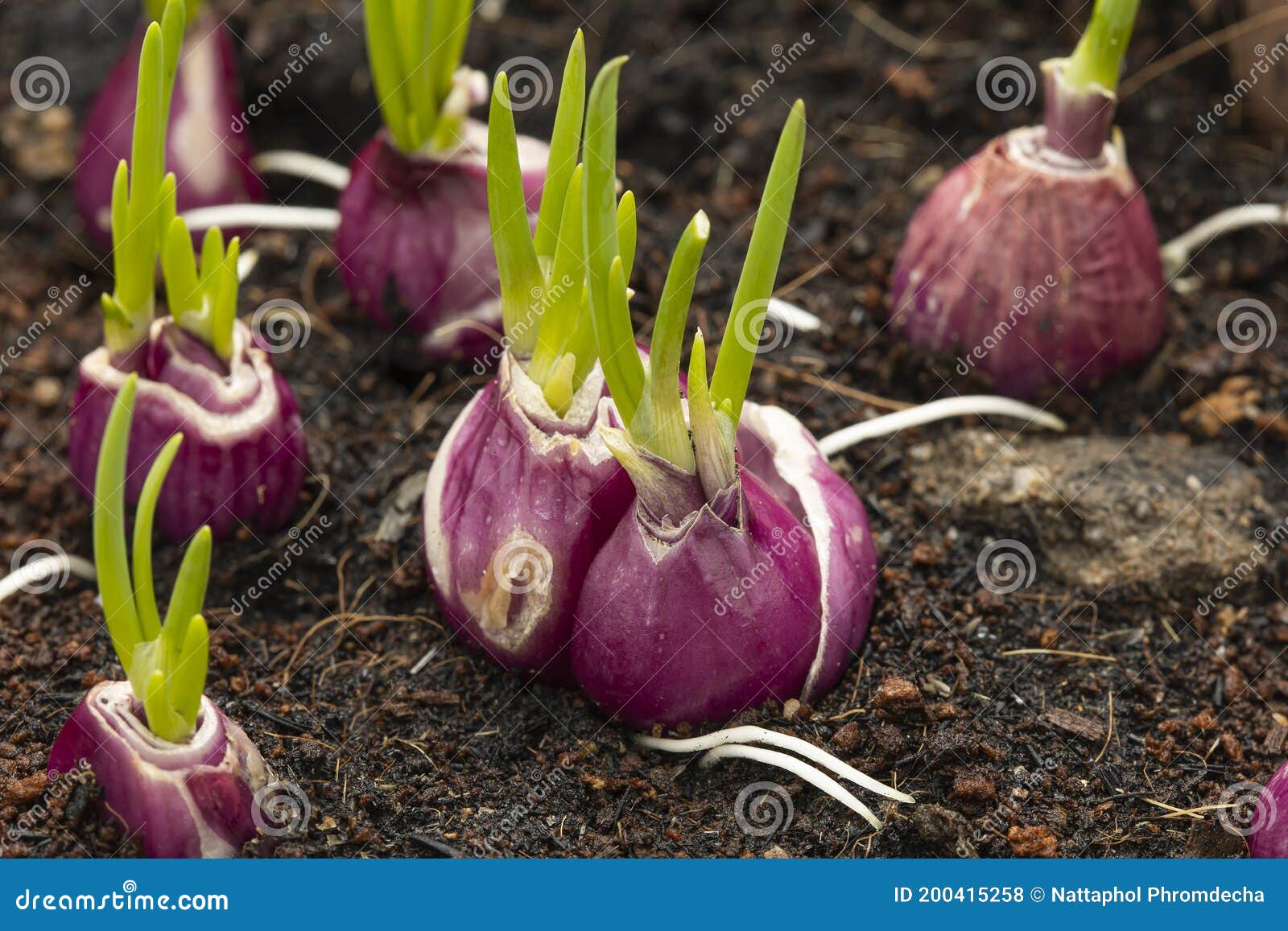 Close Up Shallots Sprouted Young Leaves on the Ground. Close Up of an ...