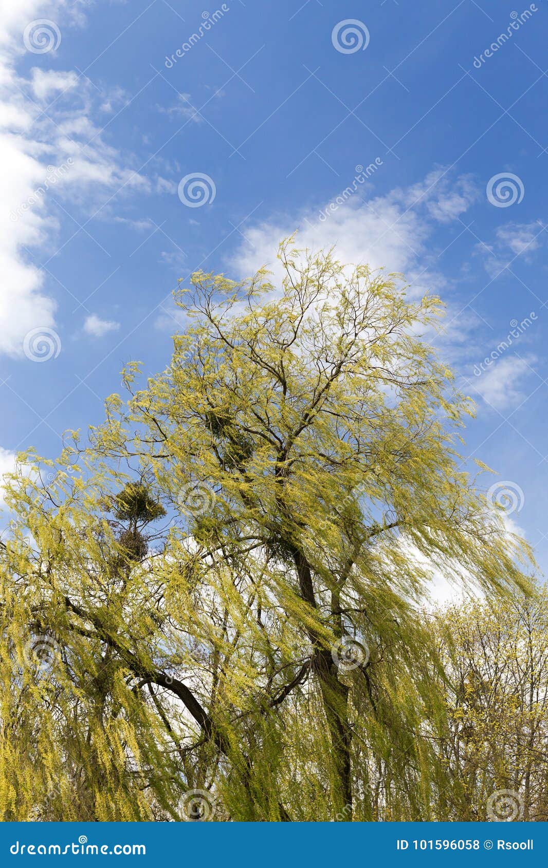 Flowering willow, close-up stock photo. Image of forest - 101596058