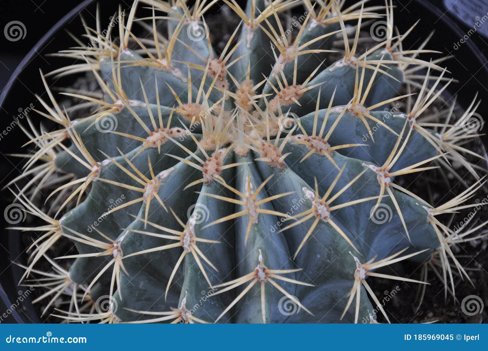 Cactus needles closeup stock image. Image of beaty, succulent - 185969045