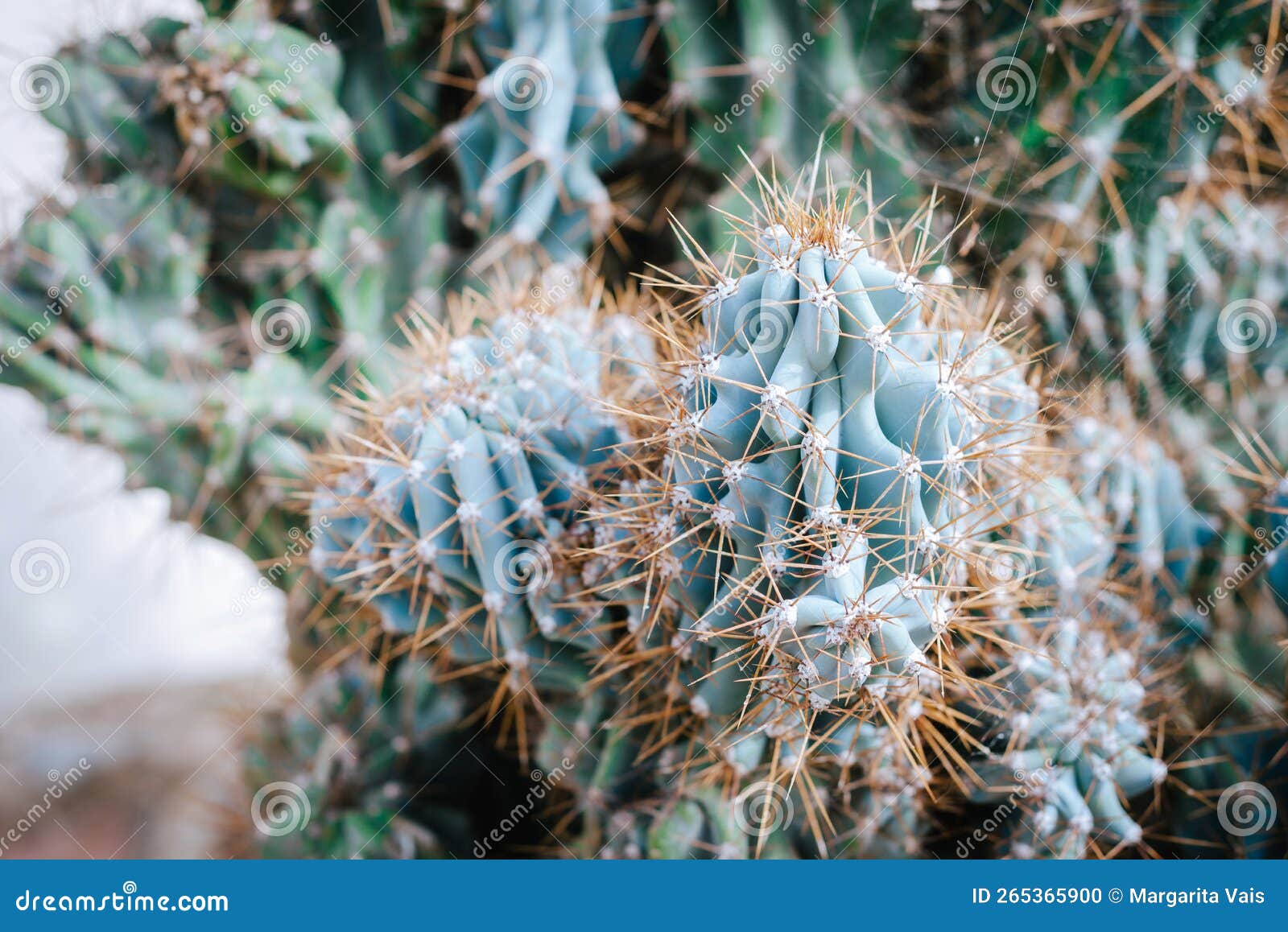 Close Up of a Sharp Cactus Spikes Stock Photo - Image of growth, spiked ...