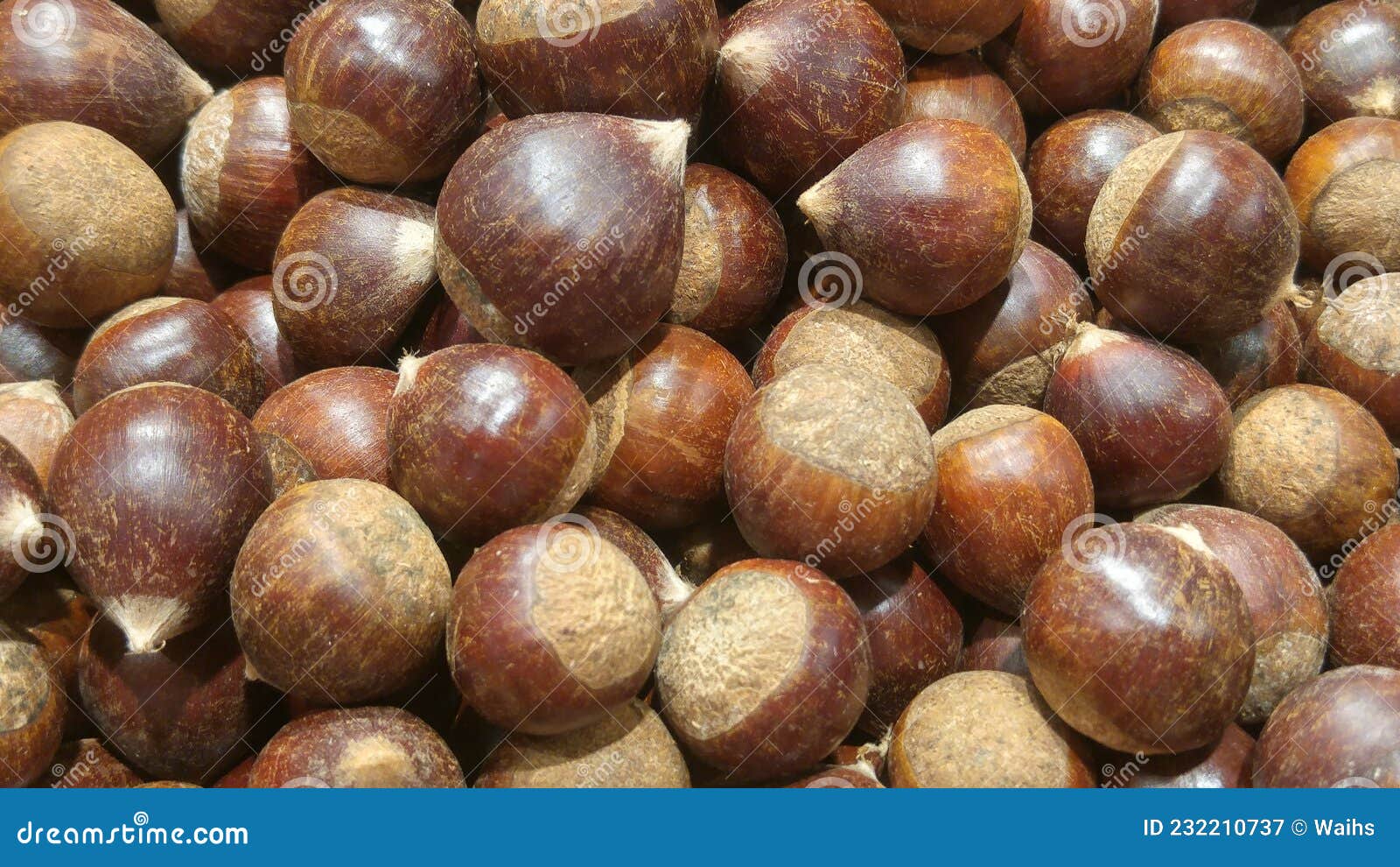 Close Up of Sharp Chestnut. a Pile of Sharp Chestnuts are on Display in ...