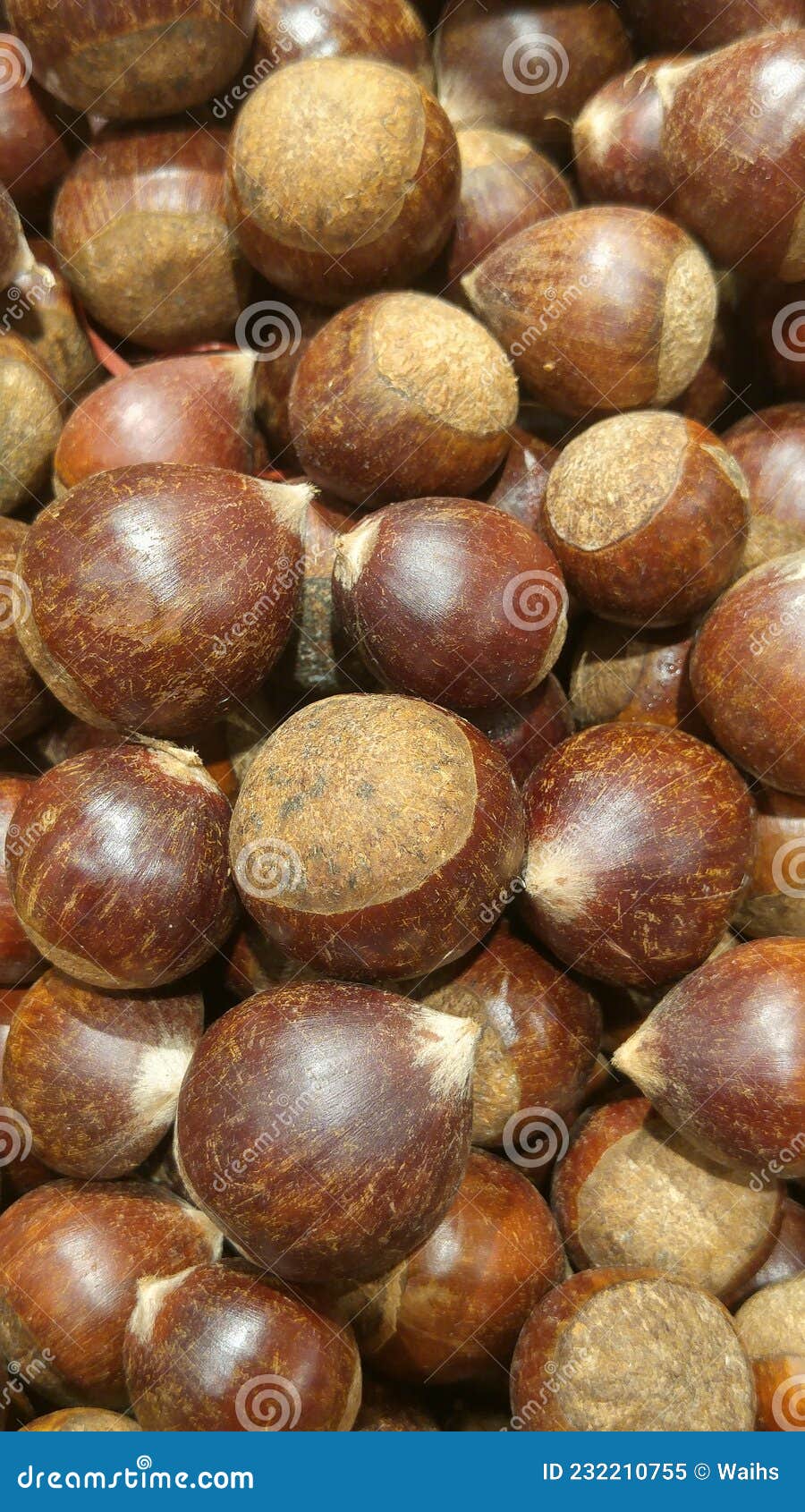 Close Up of Sharp Chestnut. a Pile of Sharp Chestnuts are on Display in ...