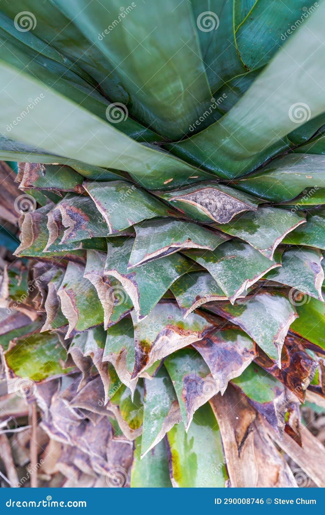 Close-up of Sharp Dense Sisal Forest Stock Photo - Image of leaf ...