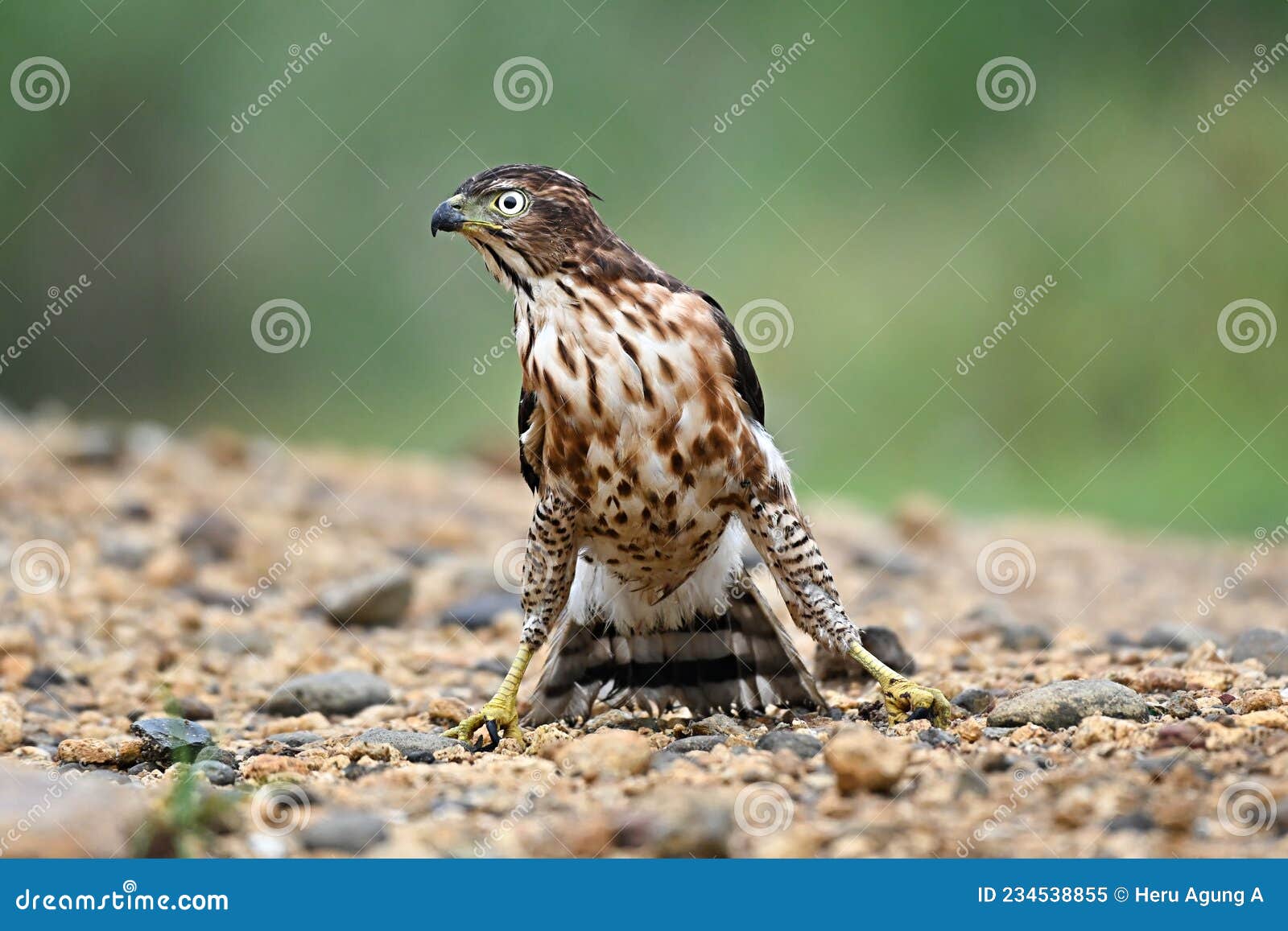 Close Up, the Sharp Gaze of the Eagle Stock Image - Image of falcon ...