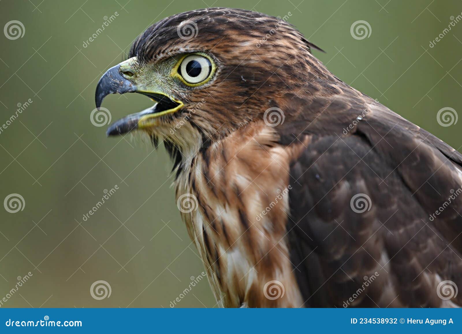 Close Up, the Sharp Gaze of the Eagle Stock Photo - Image of forest ...