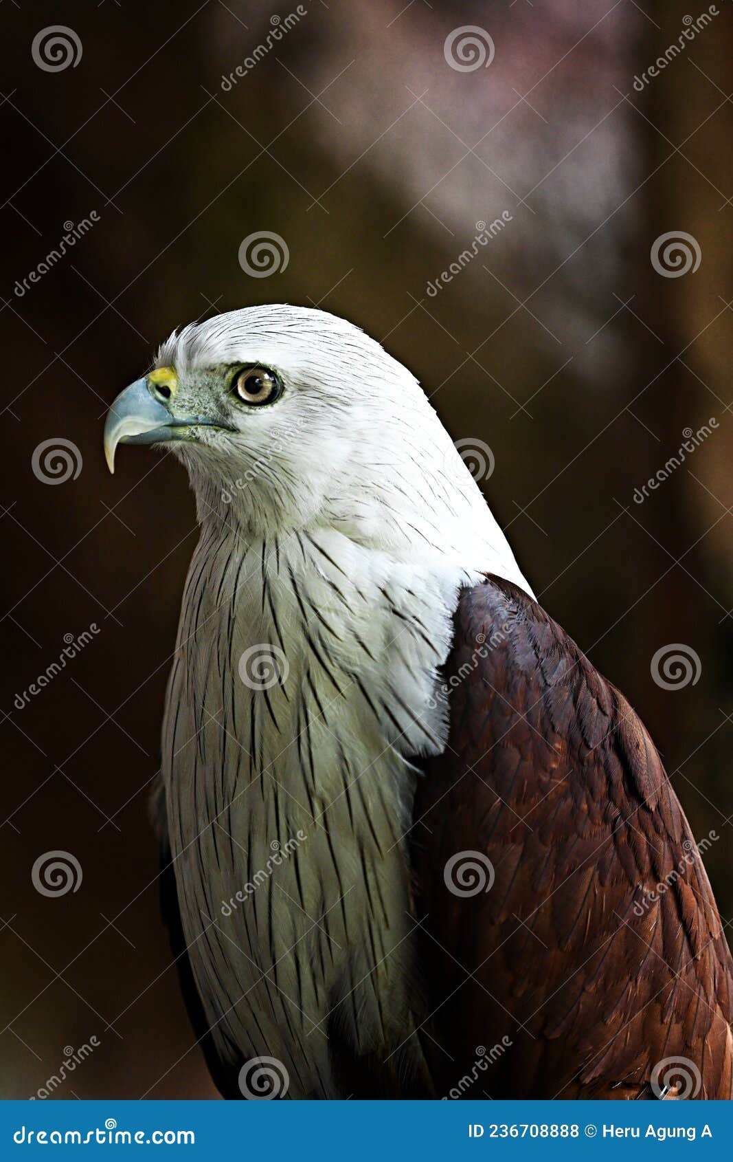 Close Up, the Sharp Gaze of the Eagle S Eyes Stock Photo - Image of ...