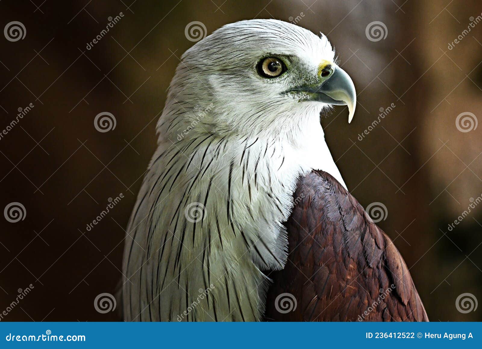 Close Up, the Sharp Gaze of the Eagle S Eyes Stock Photo - Image of ...