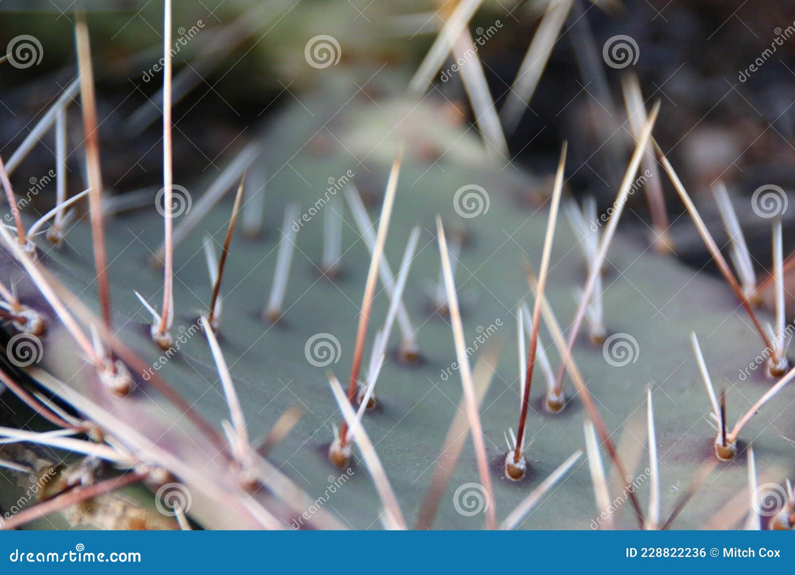 Cactus Needles 2 stock photo. Image of close, point - 228822236