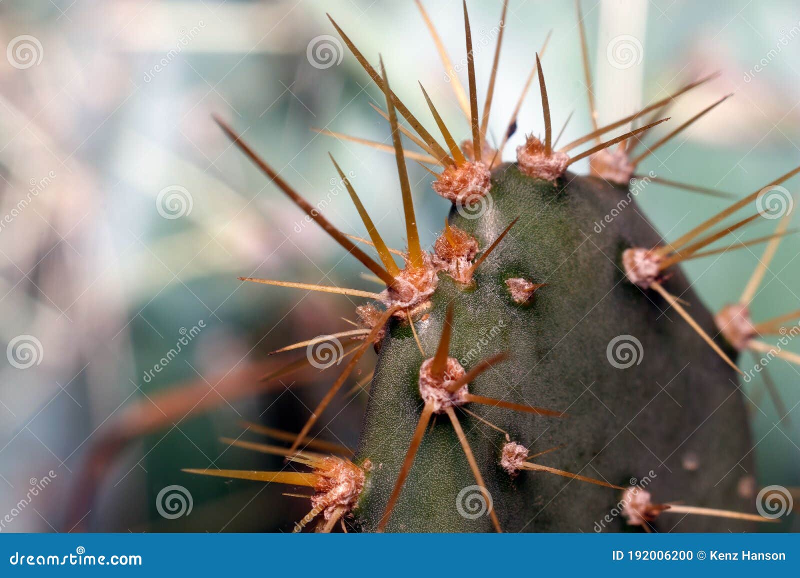 Spinal Cactus Stock Photos - Free & Royalty-Free Stock Photos from ...