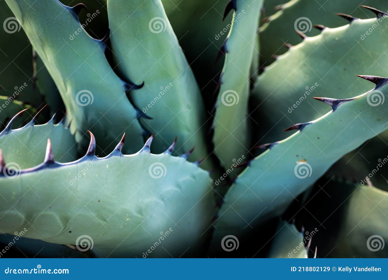 Close Up of the Sharp Spines on Agave Havardiana Stock Image - Image of ...