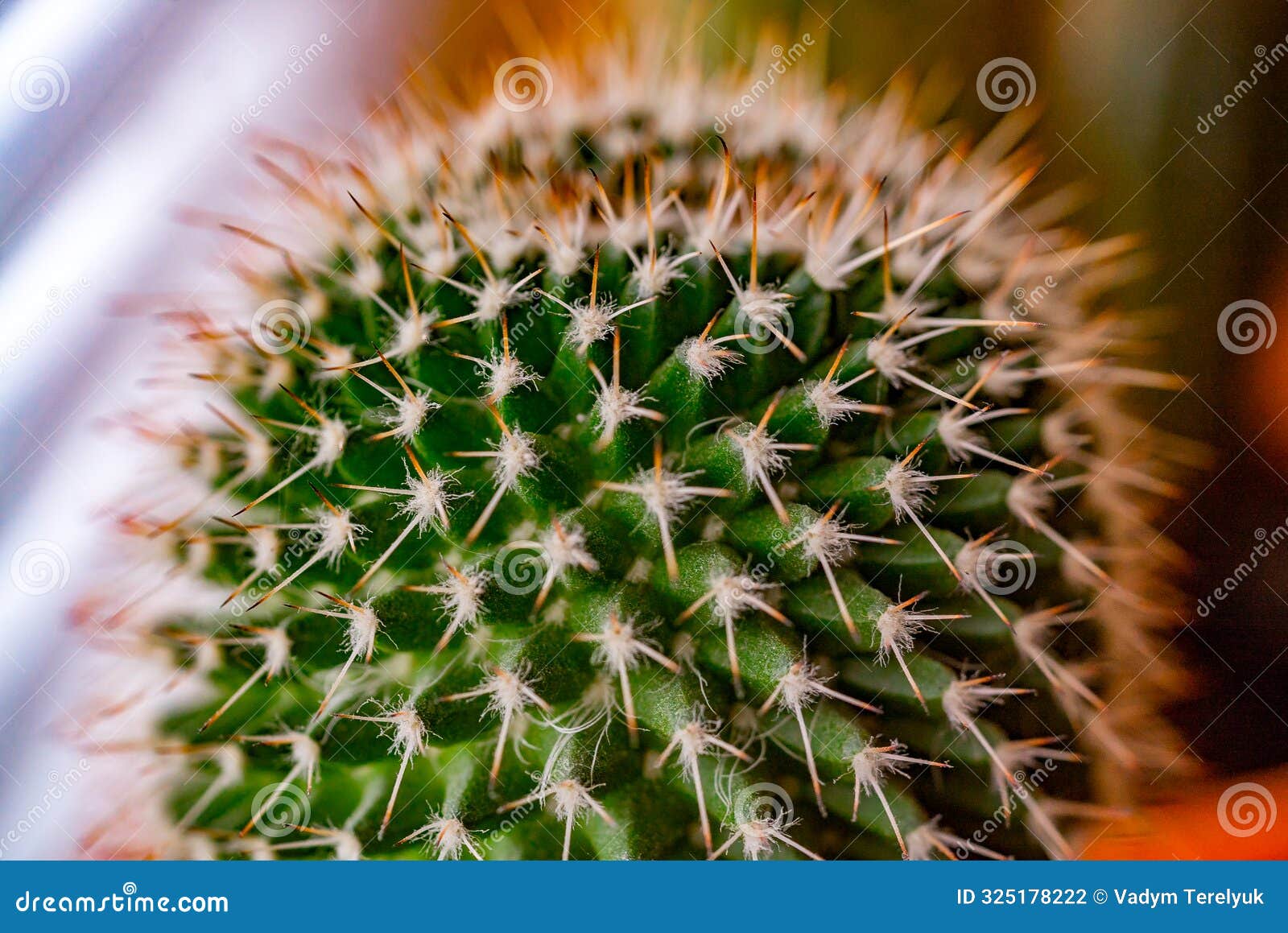 Close-up of Sharp Spines on a Barrel Cactus Stock Photo - Image of ...