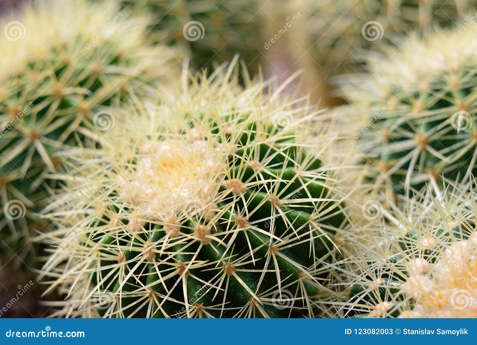 Close-up of Sharp Spines on a Barrel Cactus Stock Image - Image of ...