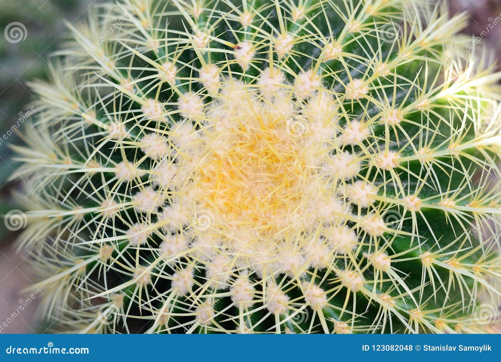 Close-up of Sharp Spines on a Barrel Cactus Stock Photo - Image of ...
