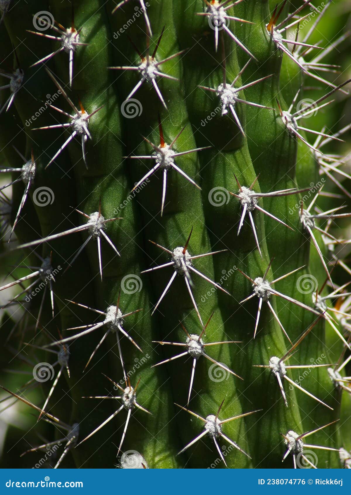 Close-up of Sharp Spines on a Cactus Stock Photo - Image of arizona ...