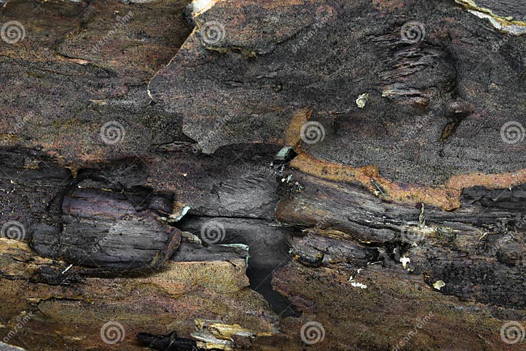 Close Up and Sharp View of Inner Side of Pine Bark Background Surface ...