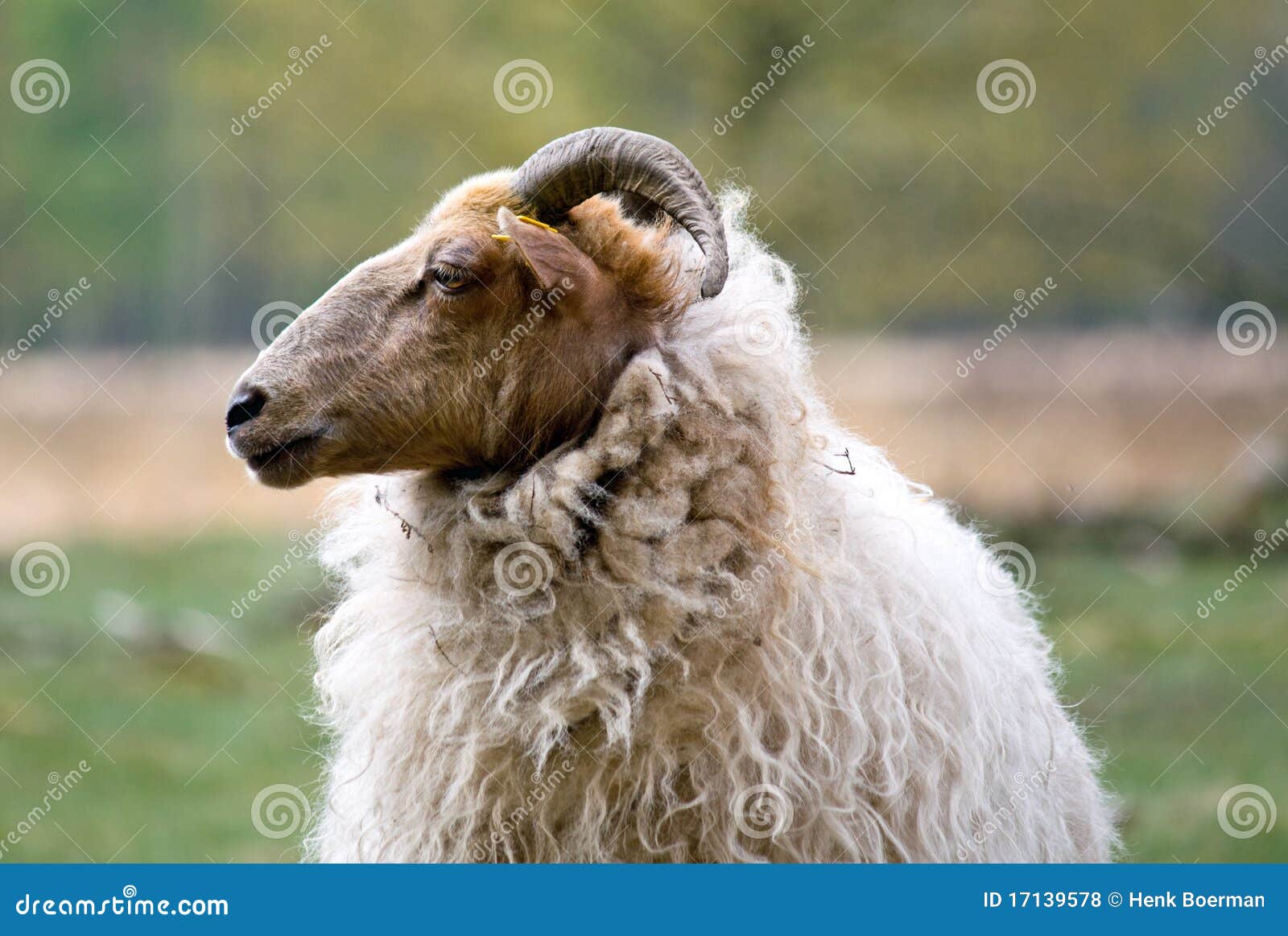 Close up Sheep stock photo. Image of studio, mammal, cattle - 17139578
