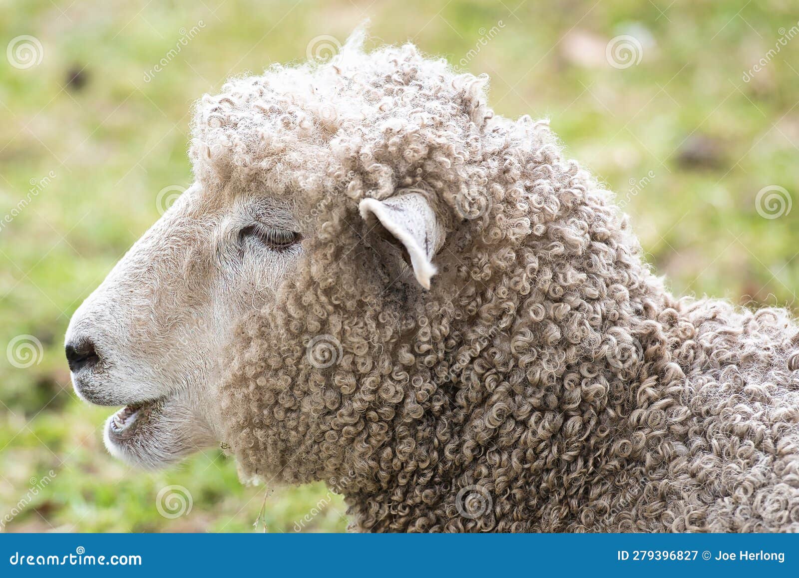 Close up of a sheep. stock image. Image of portrait - 279396827