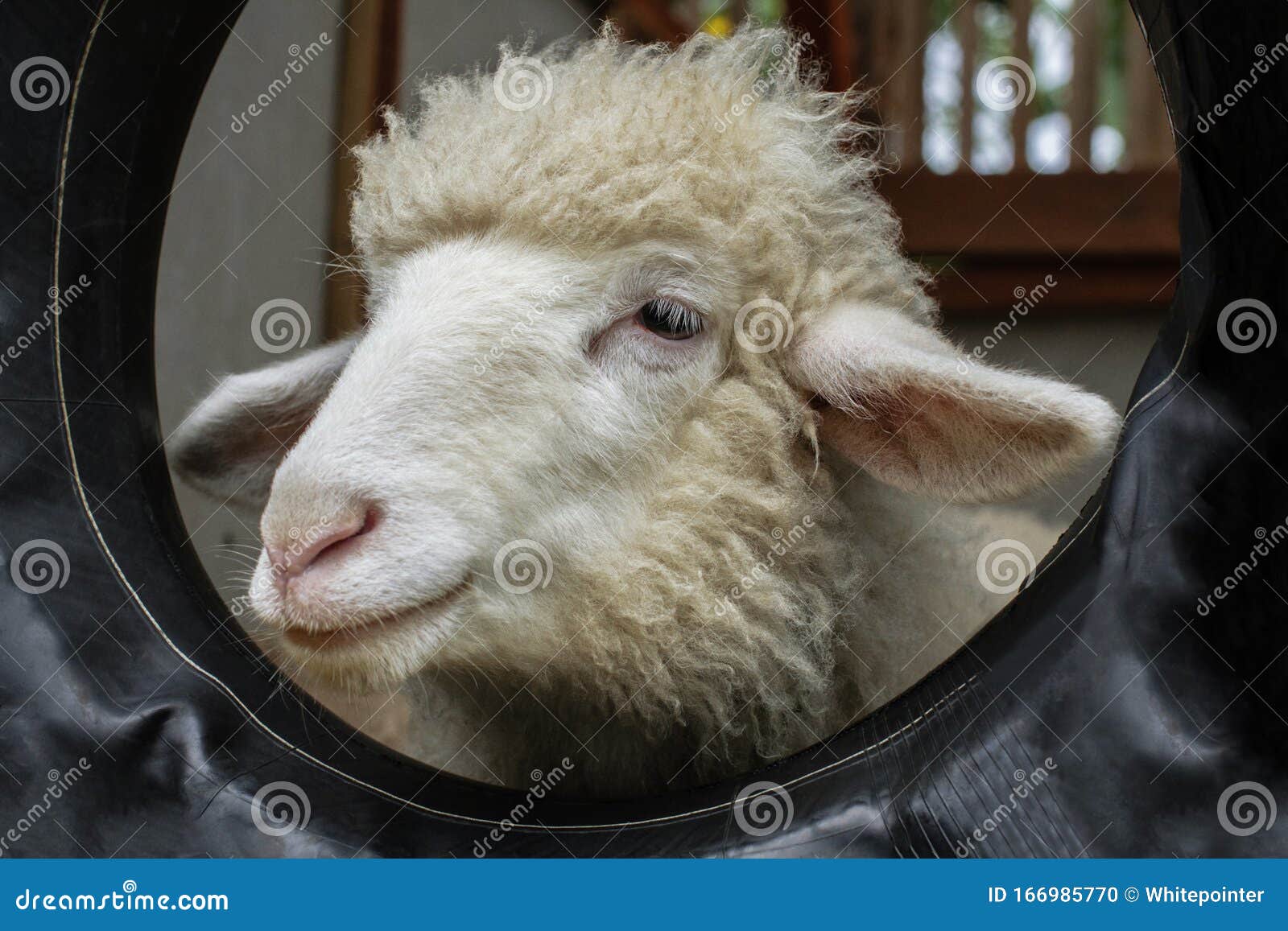 Close-up Sheep Cute Face in the Farm Stock Photo - Image of livestock ...