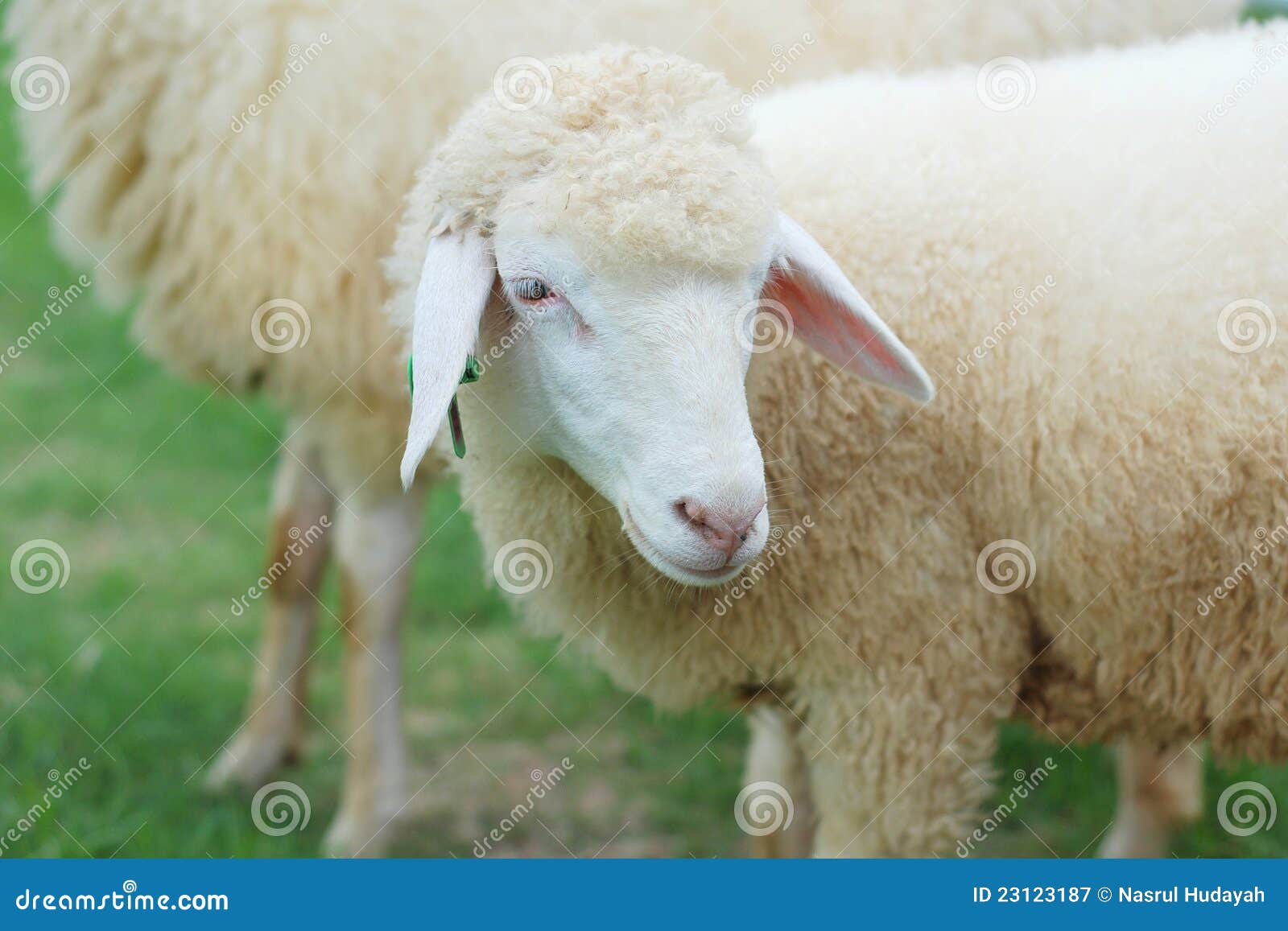 Close up of sheep face stock image. Image of mammal, sheep - 23123187