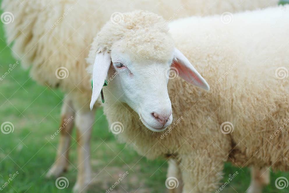 Close up of sheep face stock image. Image of mammal, sheep - 23123187