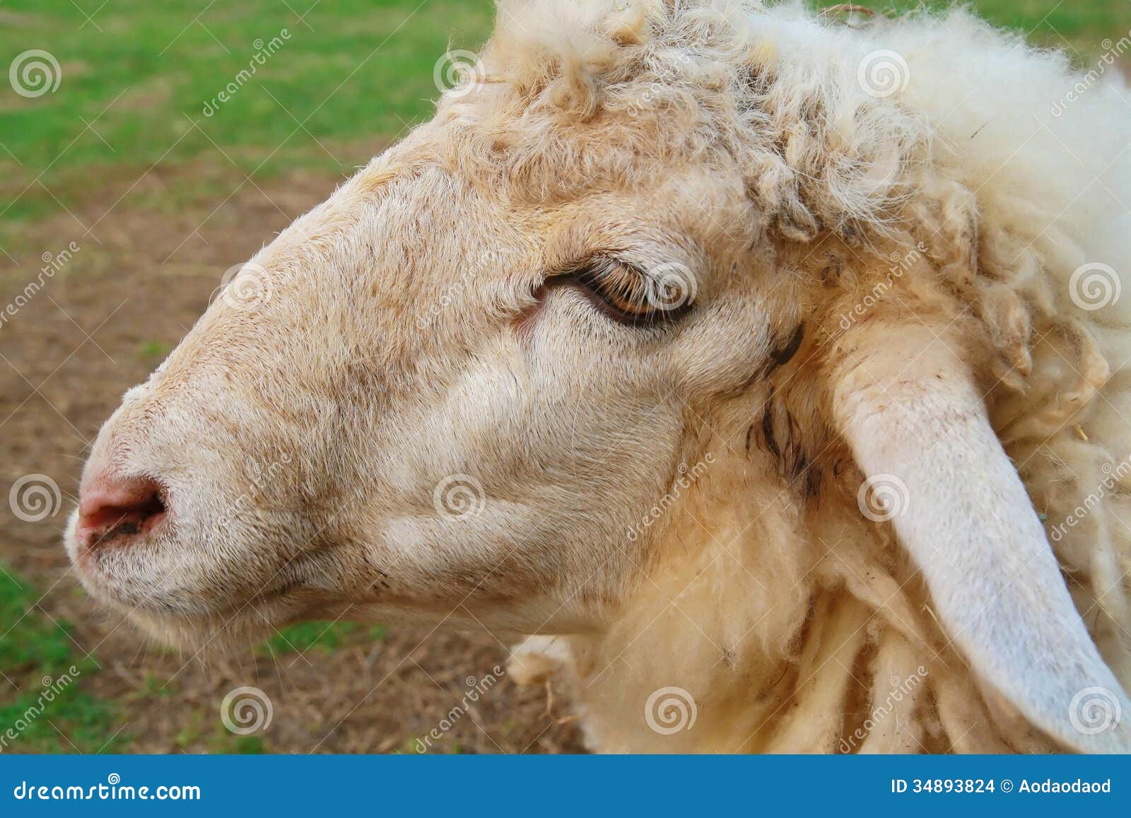 Close up sheep face stock photo. Image of green, food - 34893824