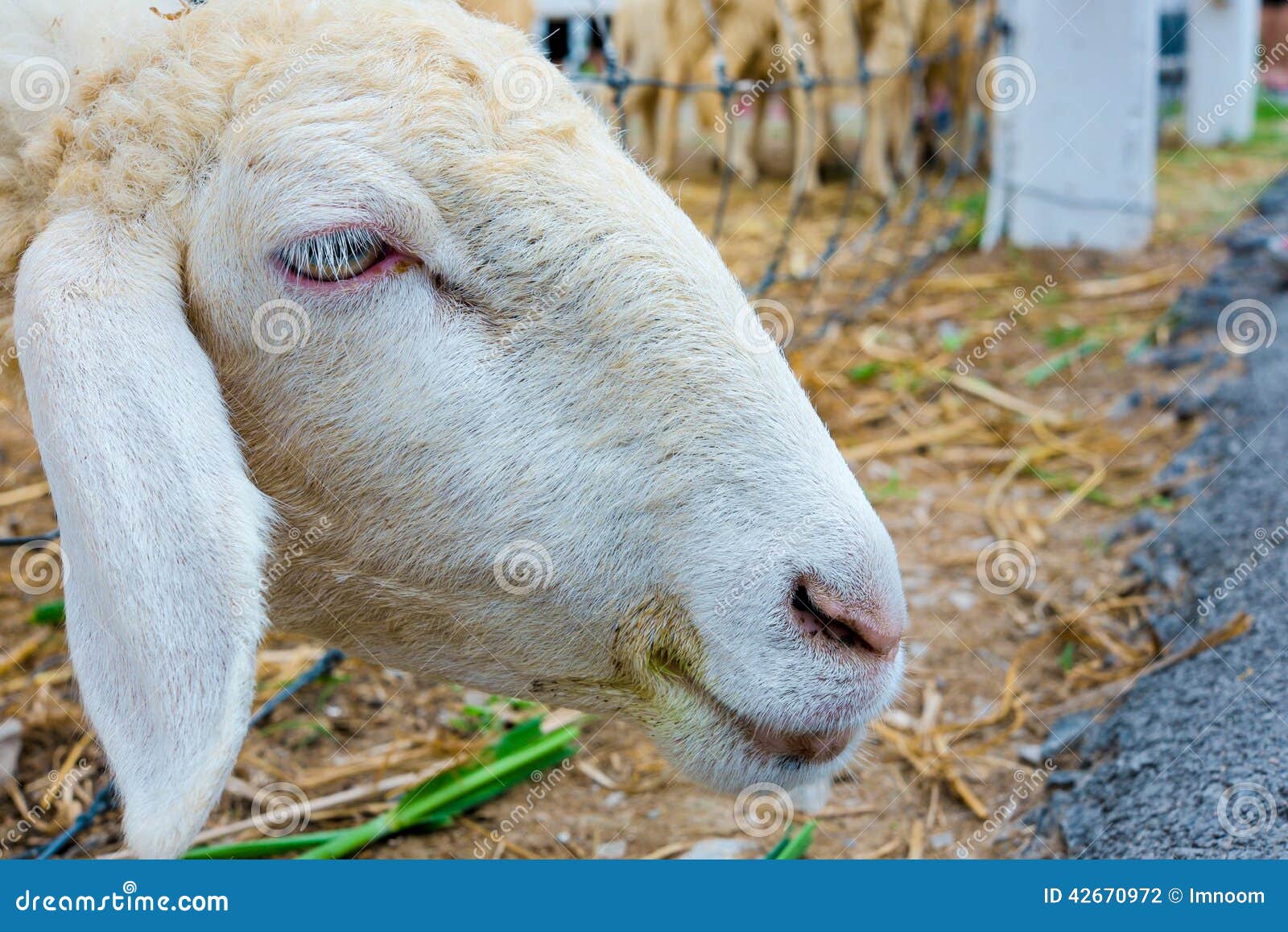 Close-up Sheep Face stock photo. Image of young, mammal - 42670972