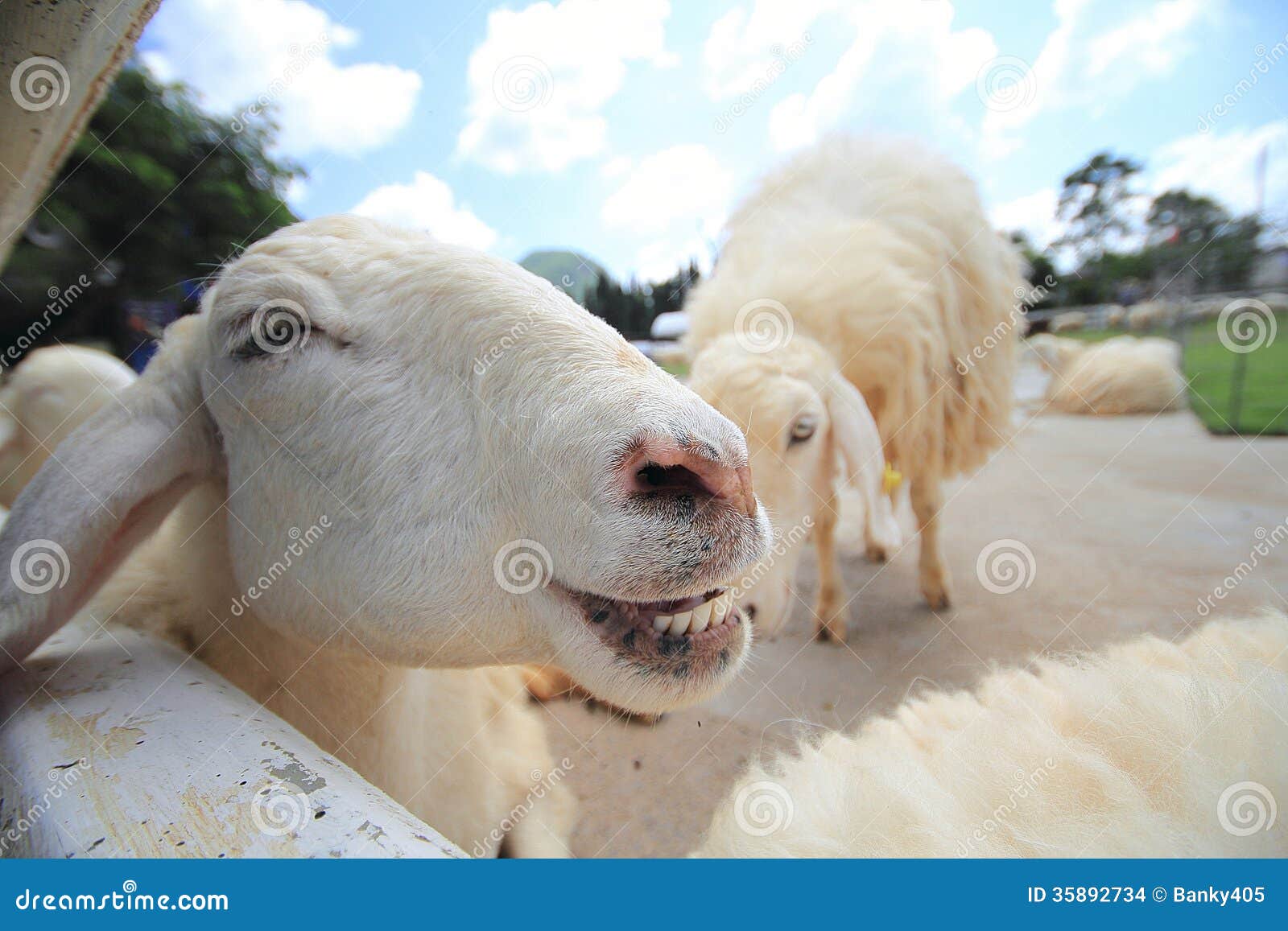 Close up of sheep face stock photo. Image of sheep, lamb - 35892734