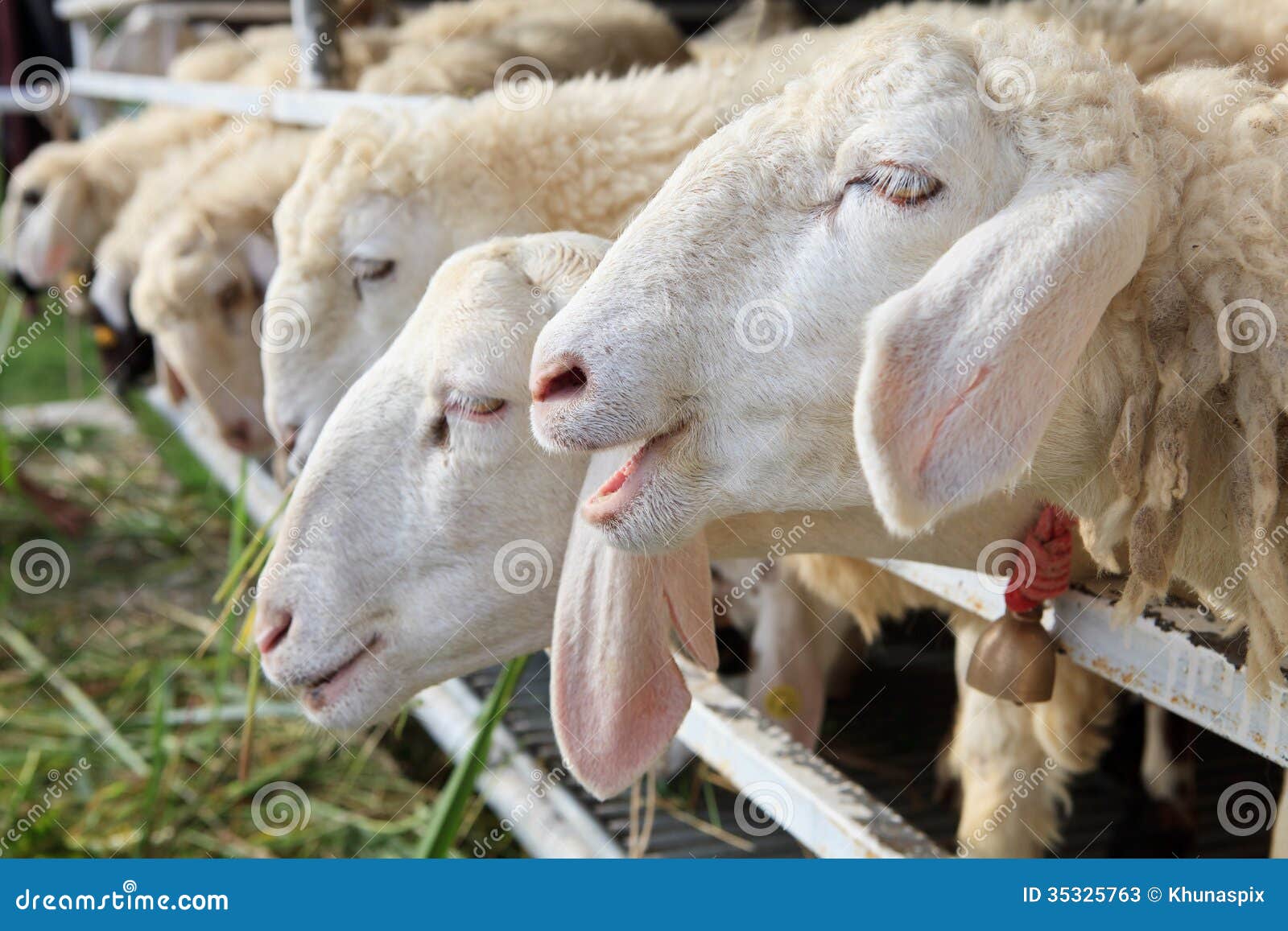 Sheep Face On Stock Photo | CartoonDealer.com #58981380