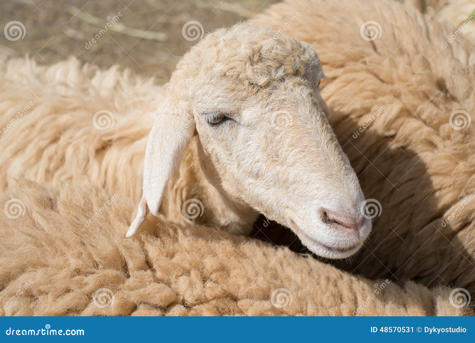 Close up of Sheep face stock image. Image of face, outdoors - 48570531