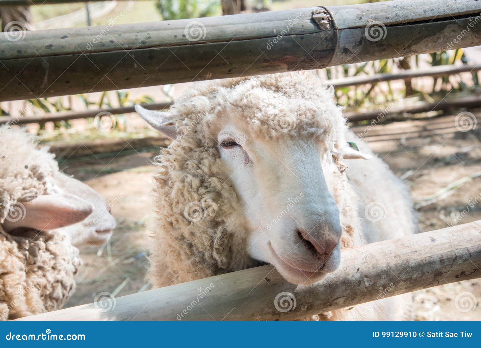 Close up sheep on a farm. stock photo. Image of closeup - 99129910